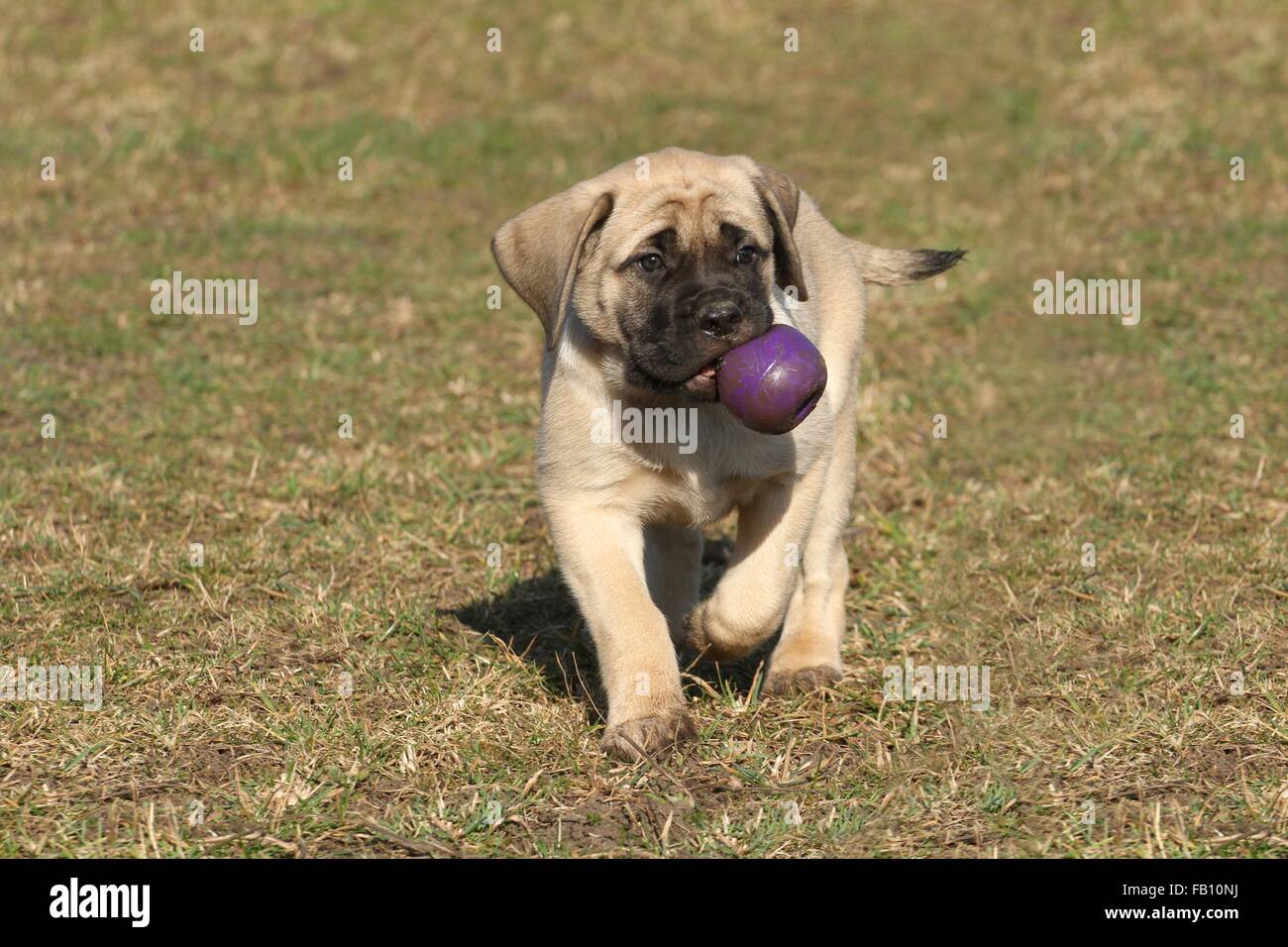 playing Old English Mastiff Puppy Stock Photo - Alamy