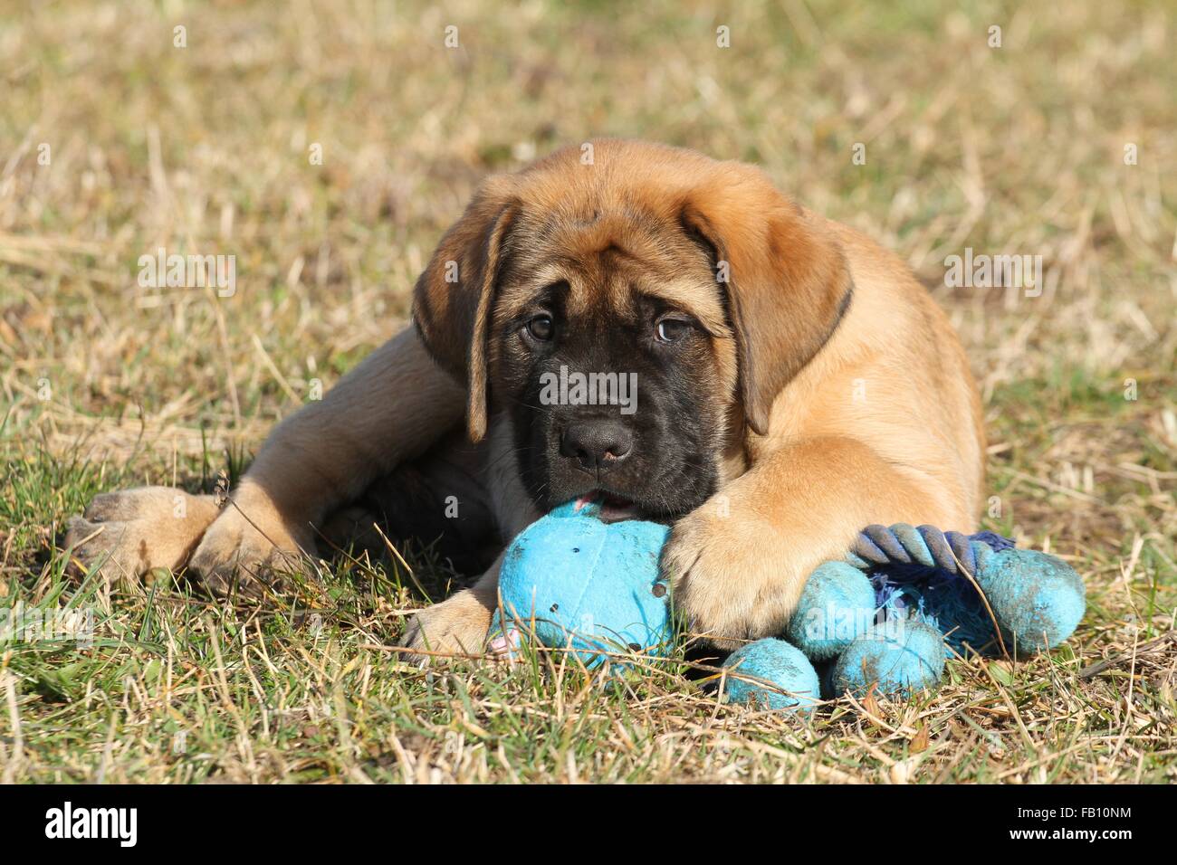 Old English Mastiff Puppy Stock Photo - Alamy