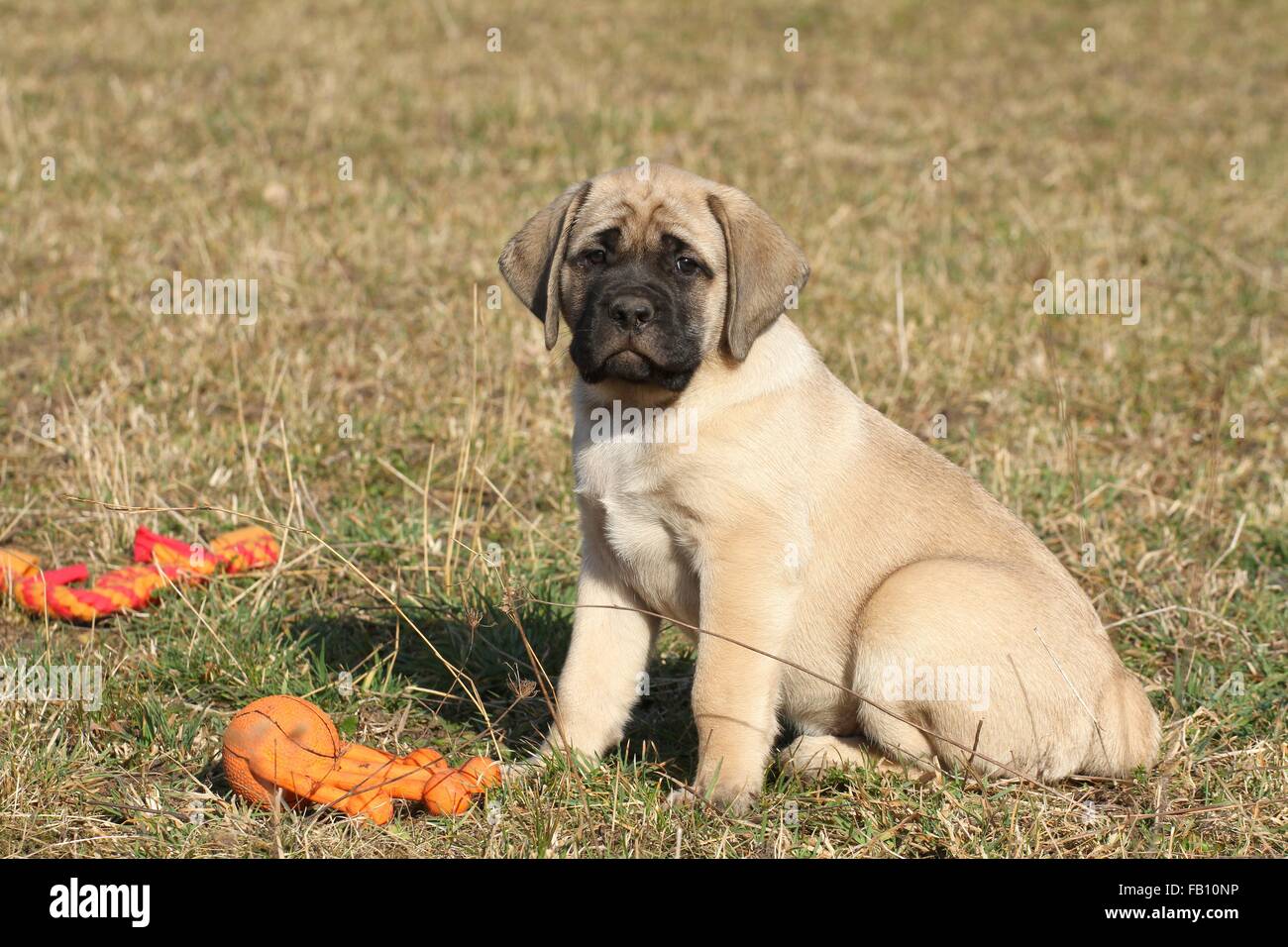 sitting Old English Mastiff Puppy Stock Photo - Alamy