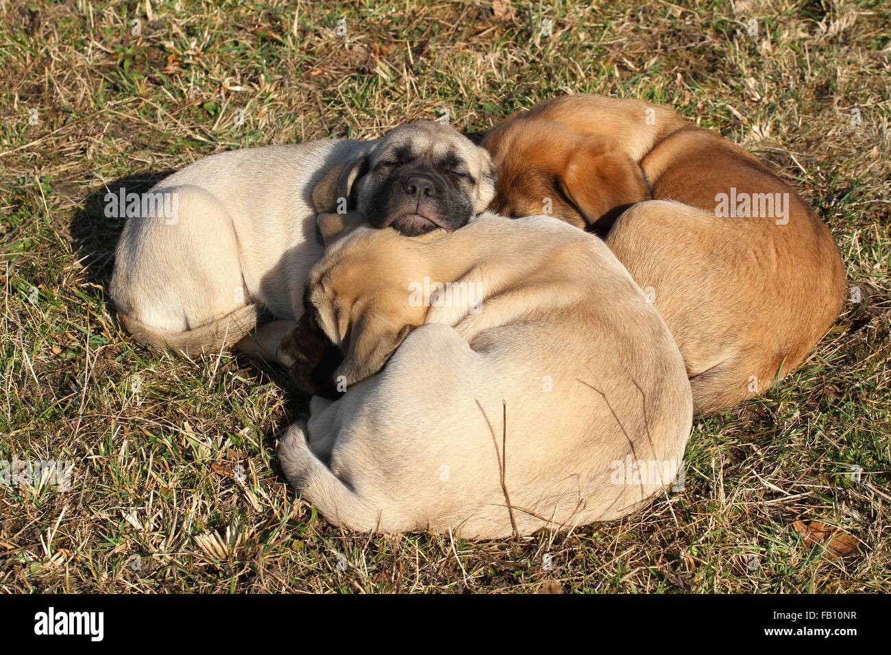 Old English Mastiff Puppies Stock Photo - Alamy