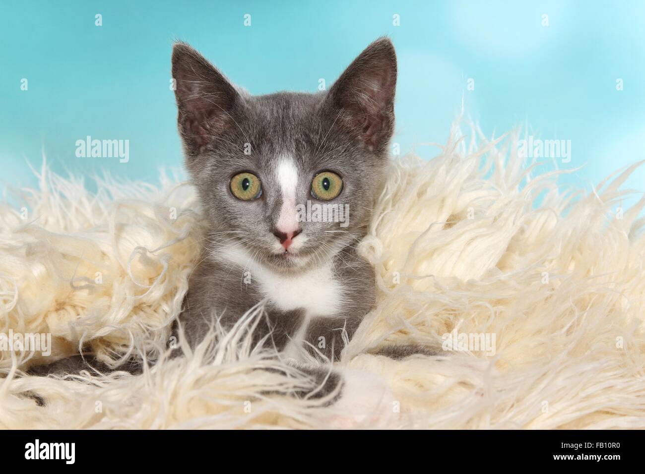 Baby grey sheepskin hi-res stock photography and images - Alamy