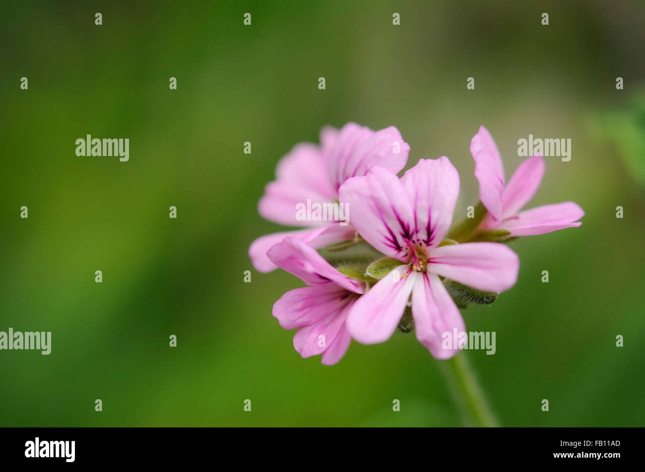 Small pink flowers of a scented Geranium (Pelargonium) with soft green ...