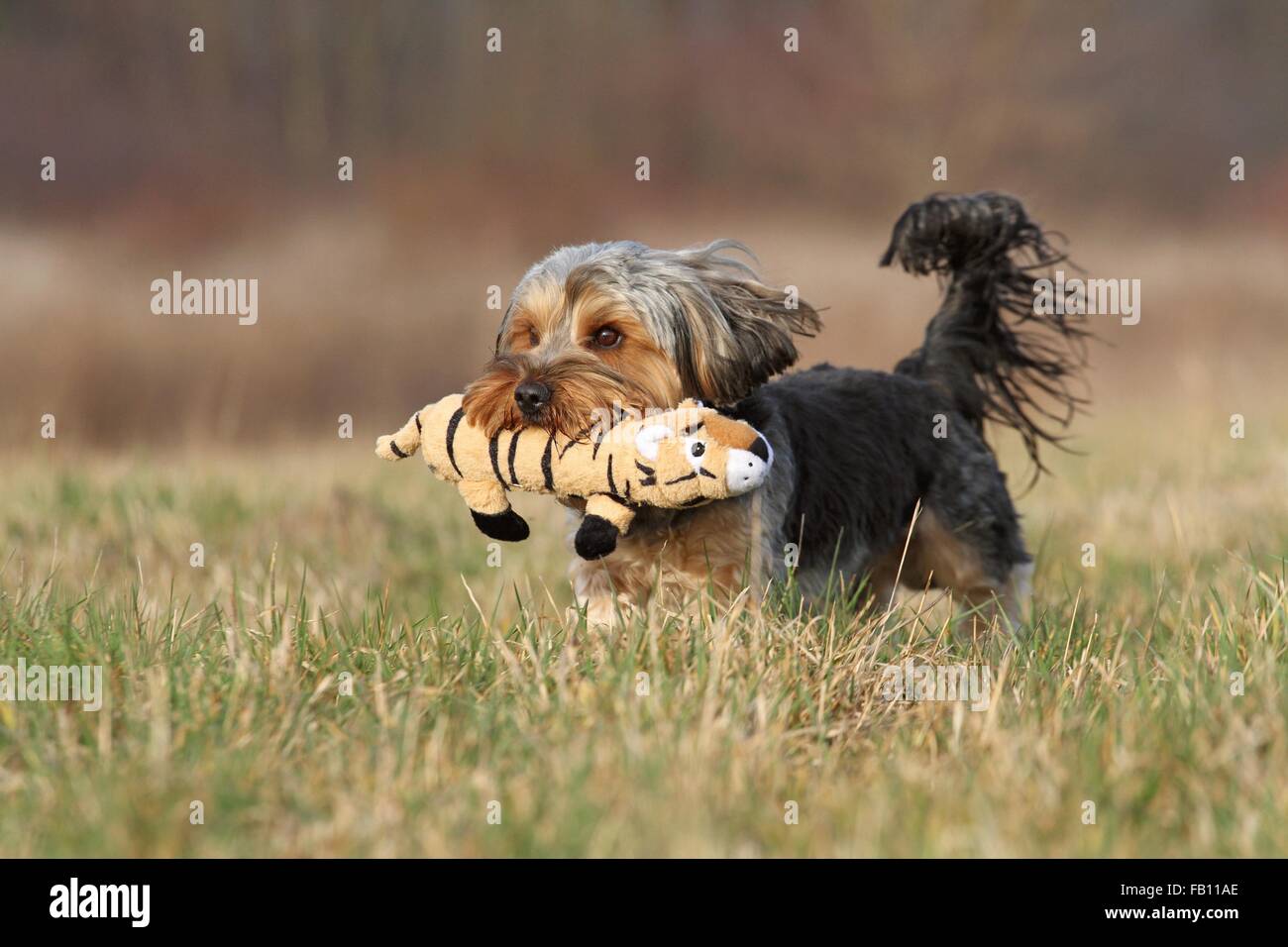 Yorkshire terrier play hi-res stock photography and images - Alamy