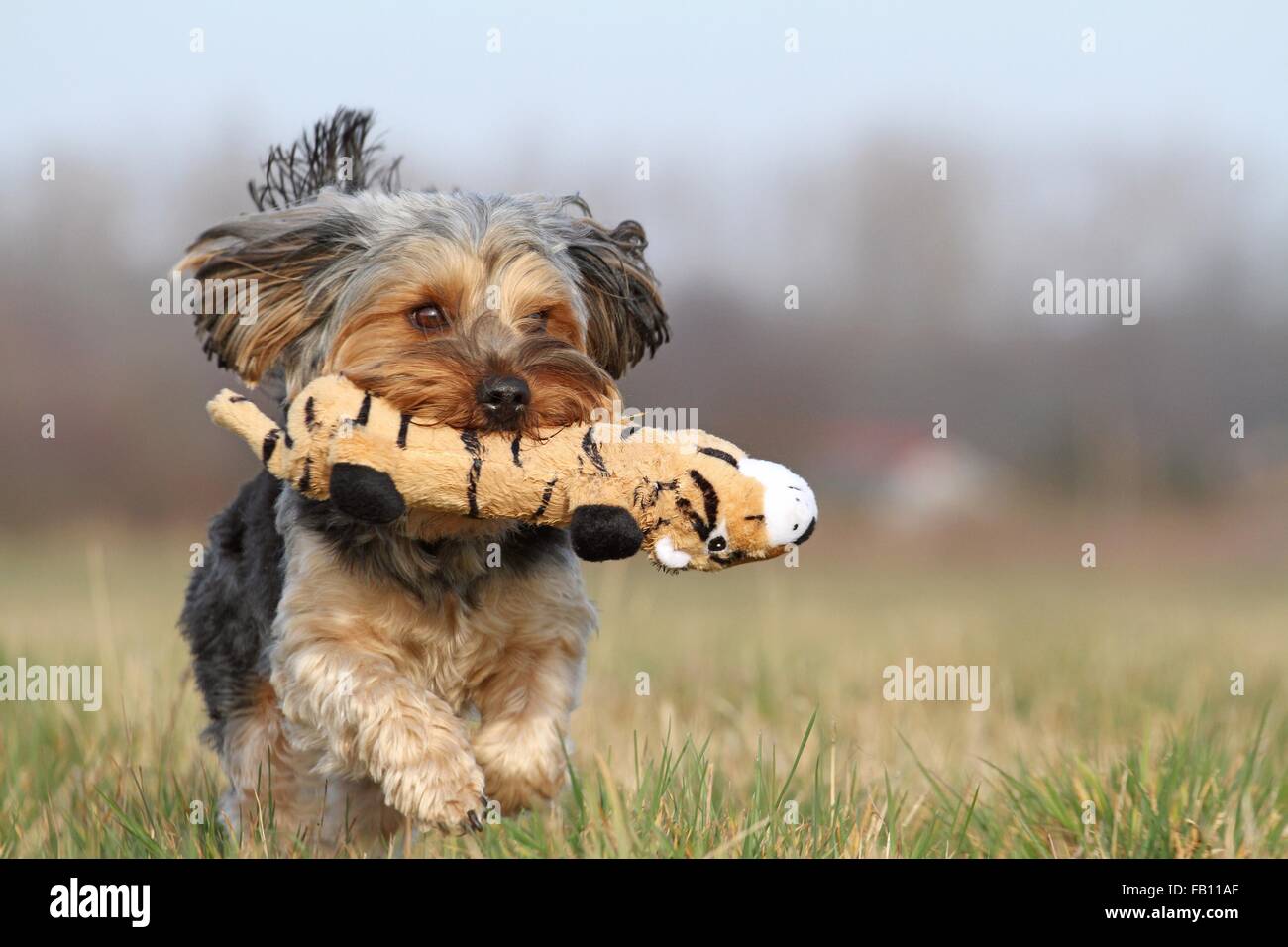Yorkshire terrier play hi-res stock photography and images - Alamy