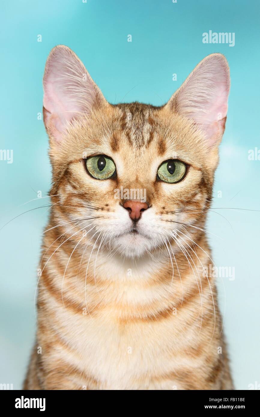Bengal cat adult domestic hi-res stock photography and images - Alamy