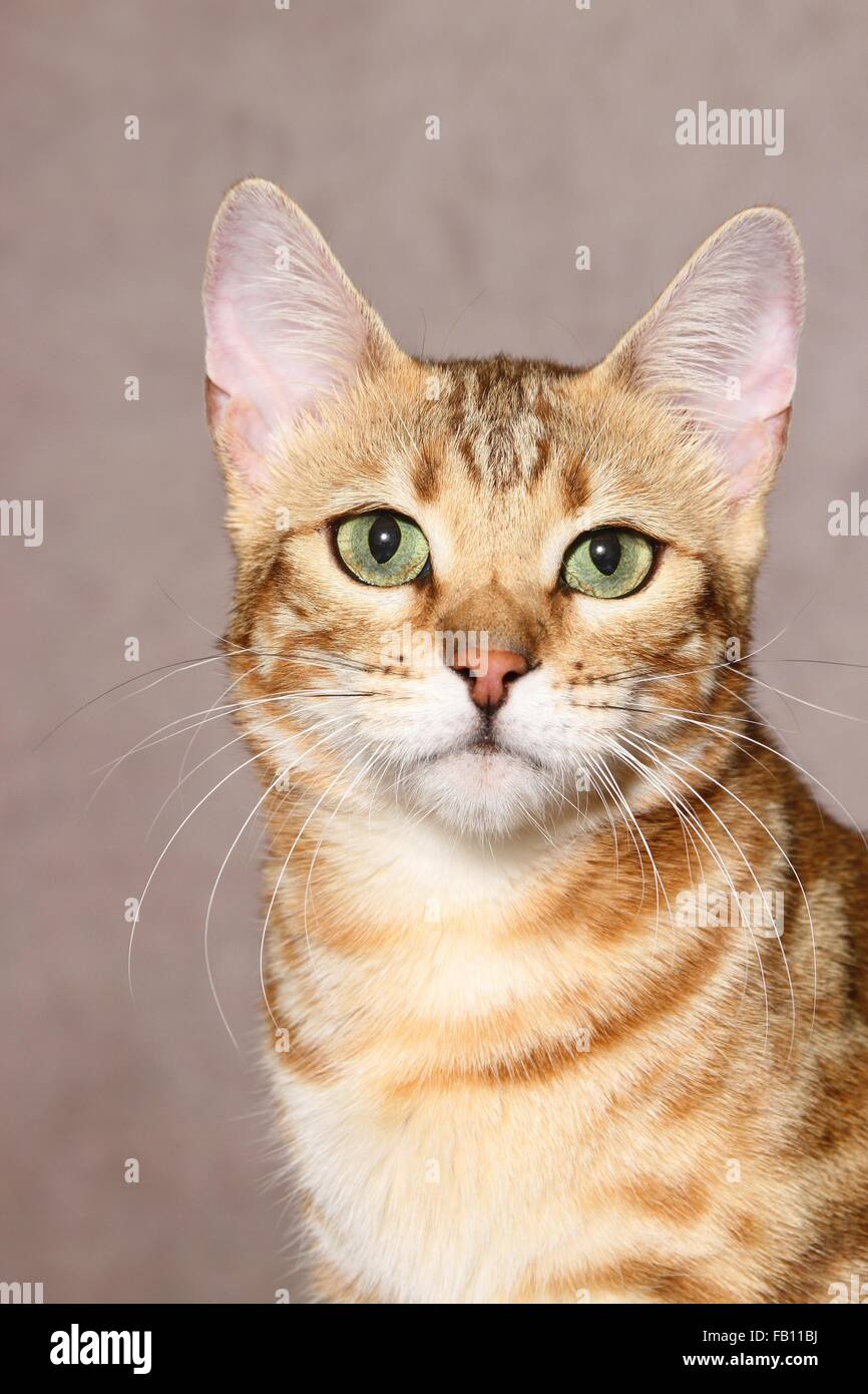 Bengal cat adult domestic hi-res stock photography and images - Alamy