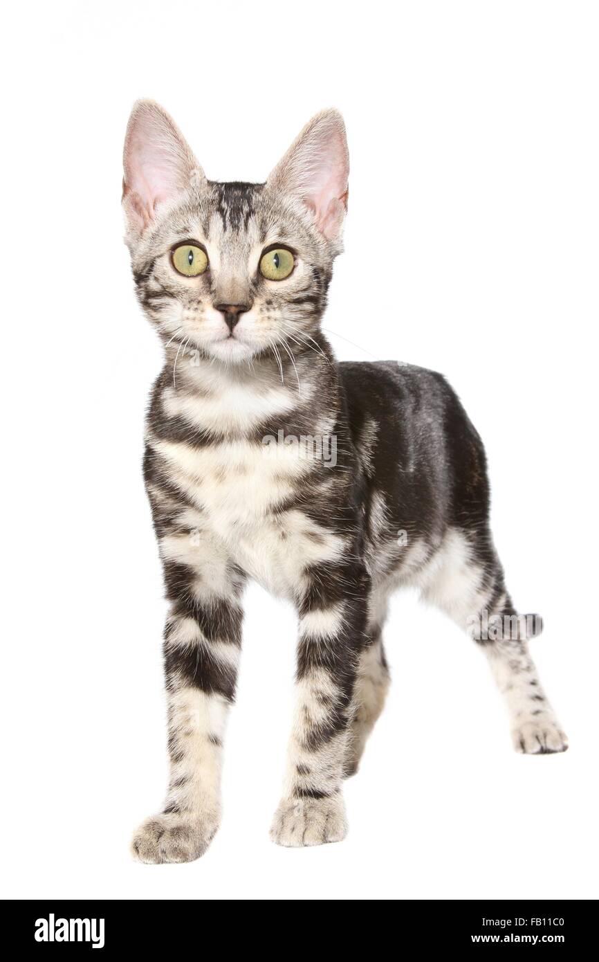 Silver bengal cat hi-res stock photography and images - Alamy