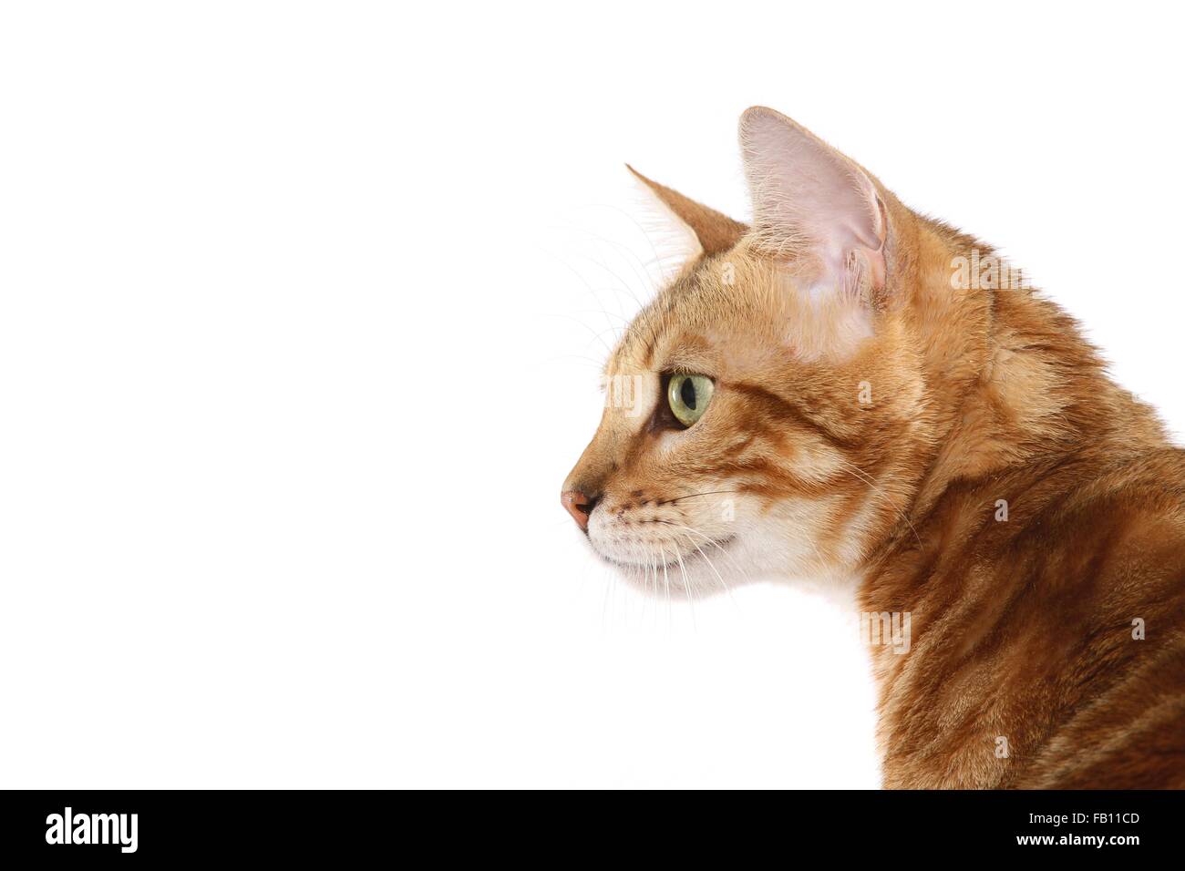 Bengal cat head side view hi-res stock photography and images - Alamy