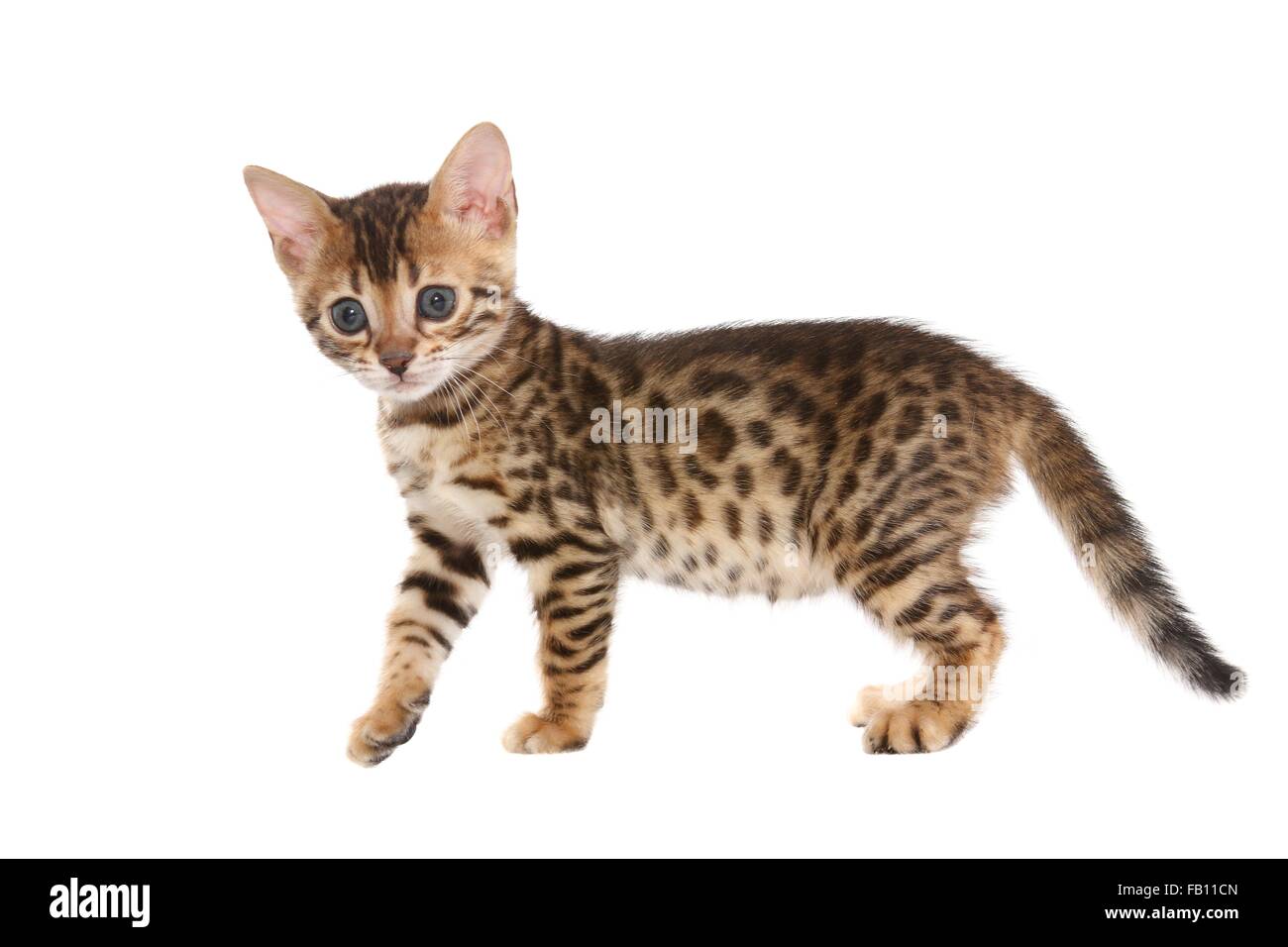 walking Bengal Kitten Stock Photo - Alamy
