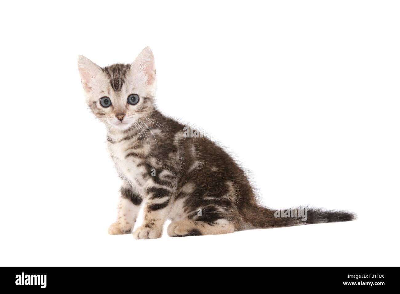 Cat sitting side view Cut Out Stock Images & Pictures - Alamy