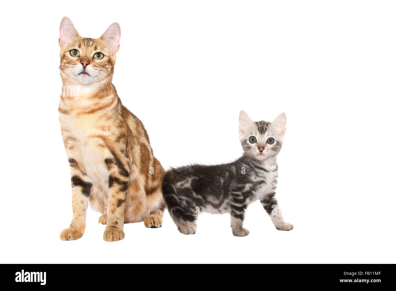 2 Bengal Cats Stock Photo - Alamy