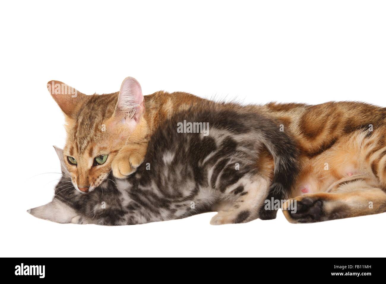 2 Bengal Cats Stock Photo - Alamy