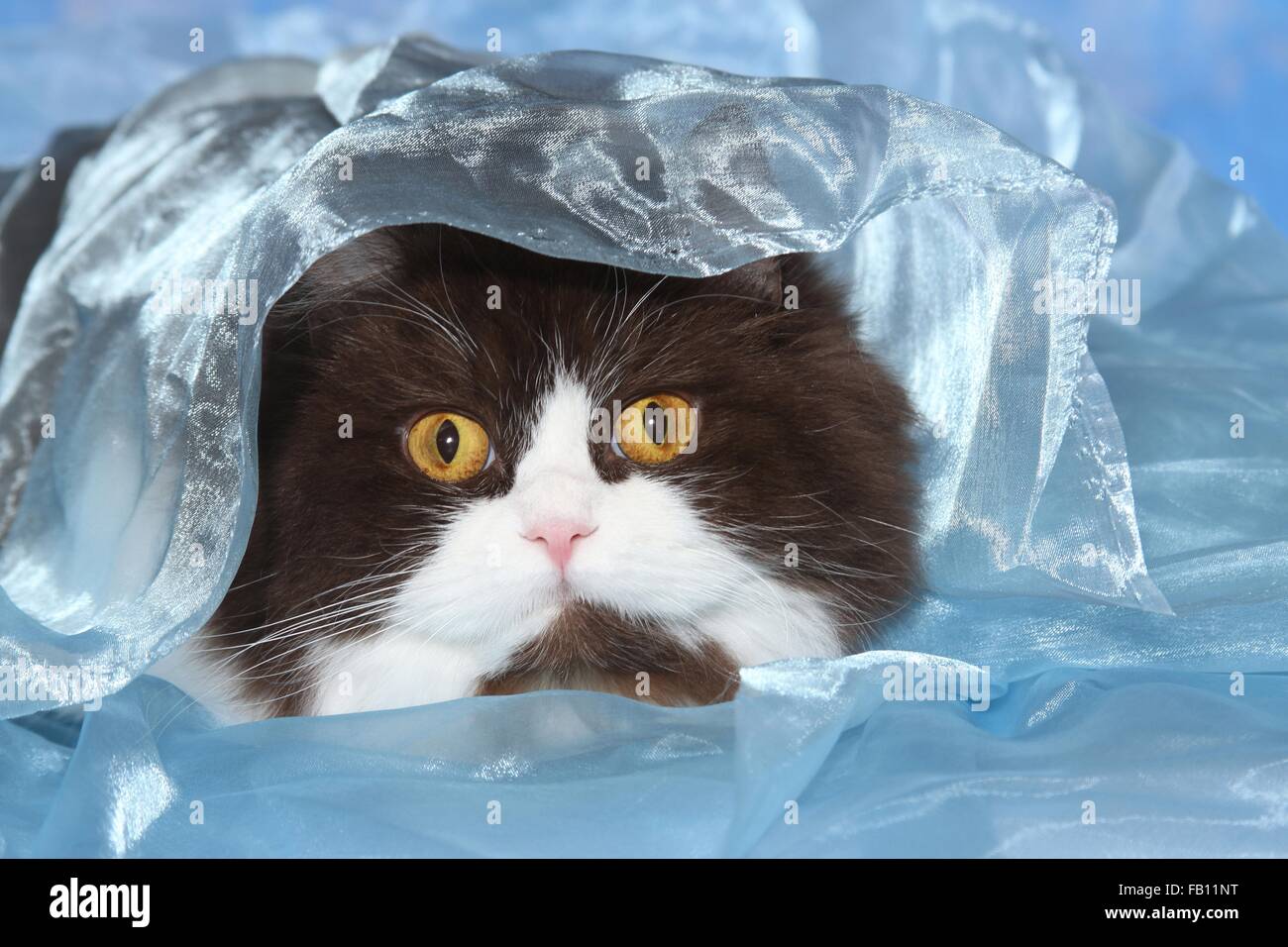 Hide portrait hi-res stock photography and images - Alamy