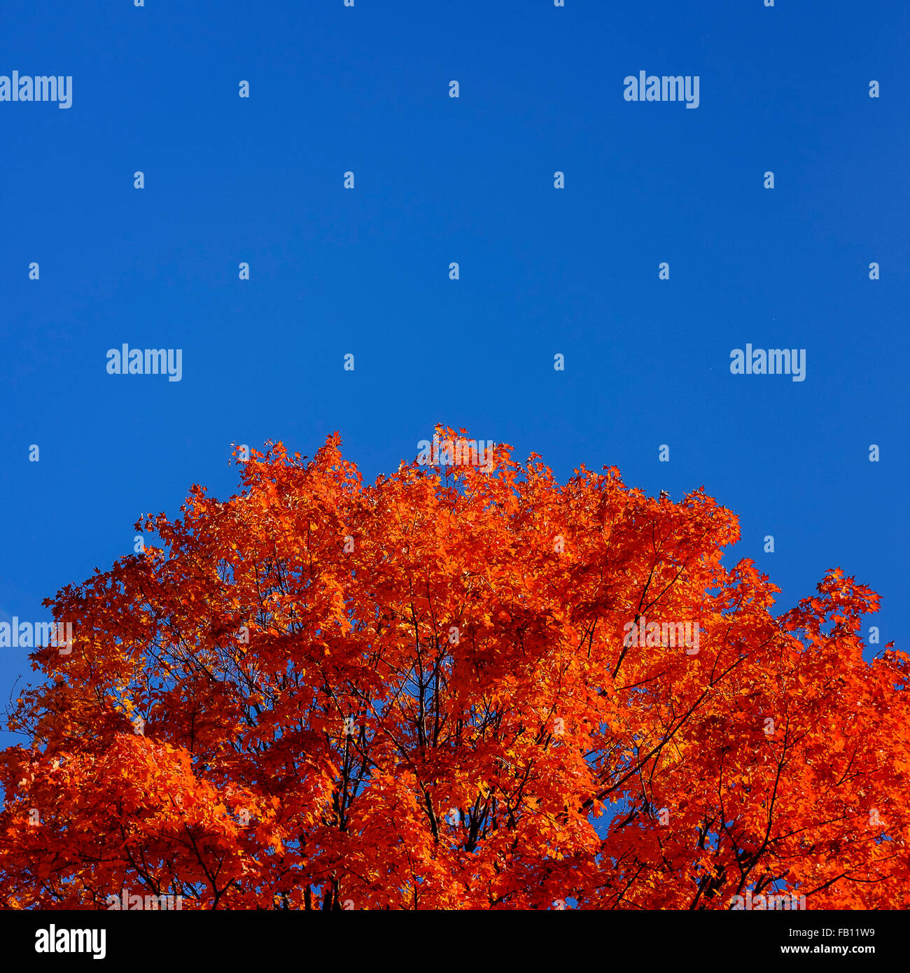 Tree against blue sky Stock Photo - Alamy
