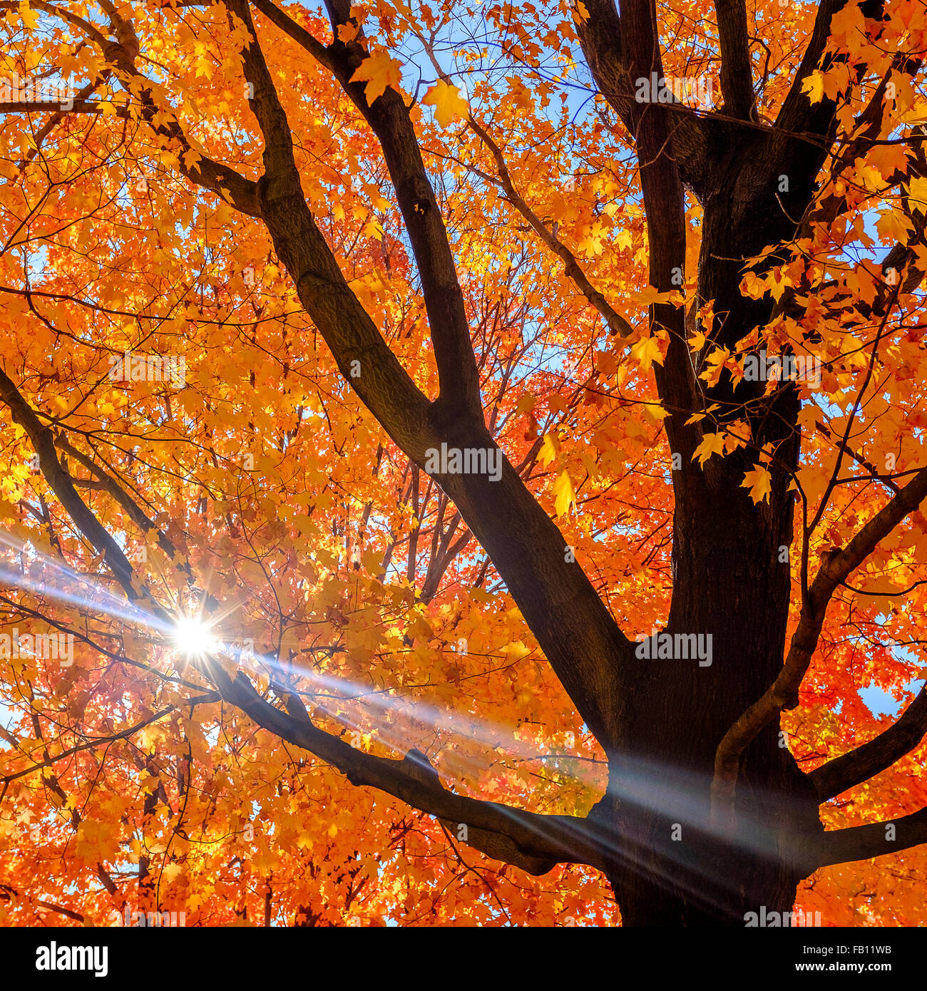 Tree with autumn leaves Stock Photo - Alamy