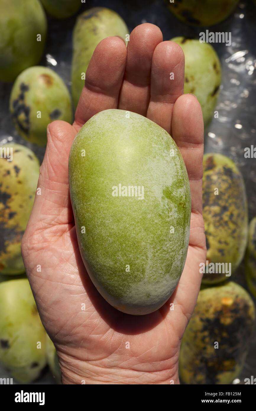 Hand holding an American Pawpaw Stock Photo - Alamy