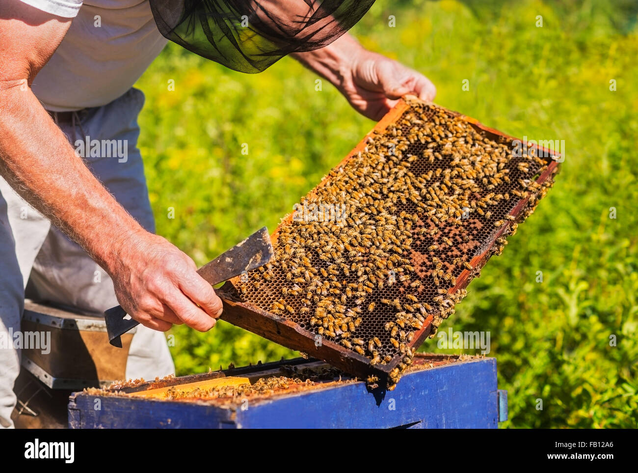 Beekeeper in protective suit with beeswax honeycomb frame Stock Photo ...
