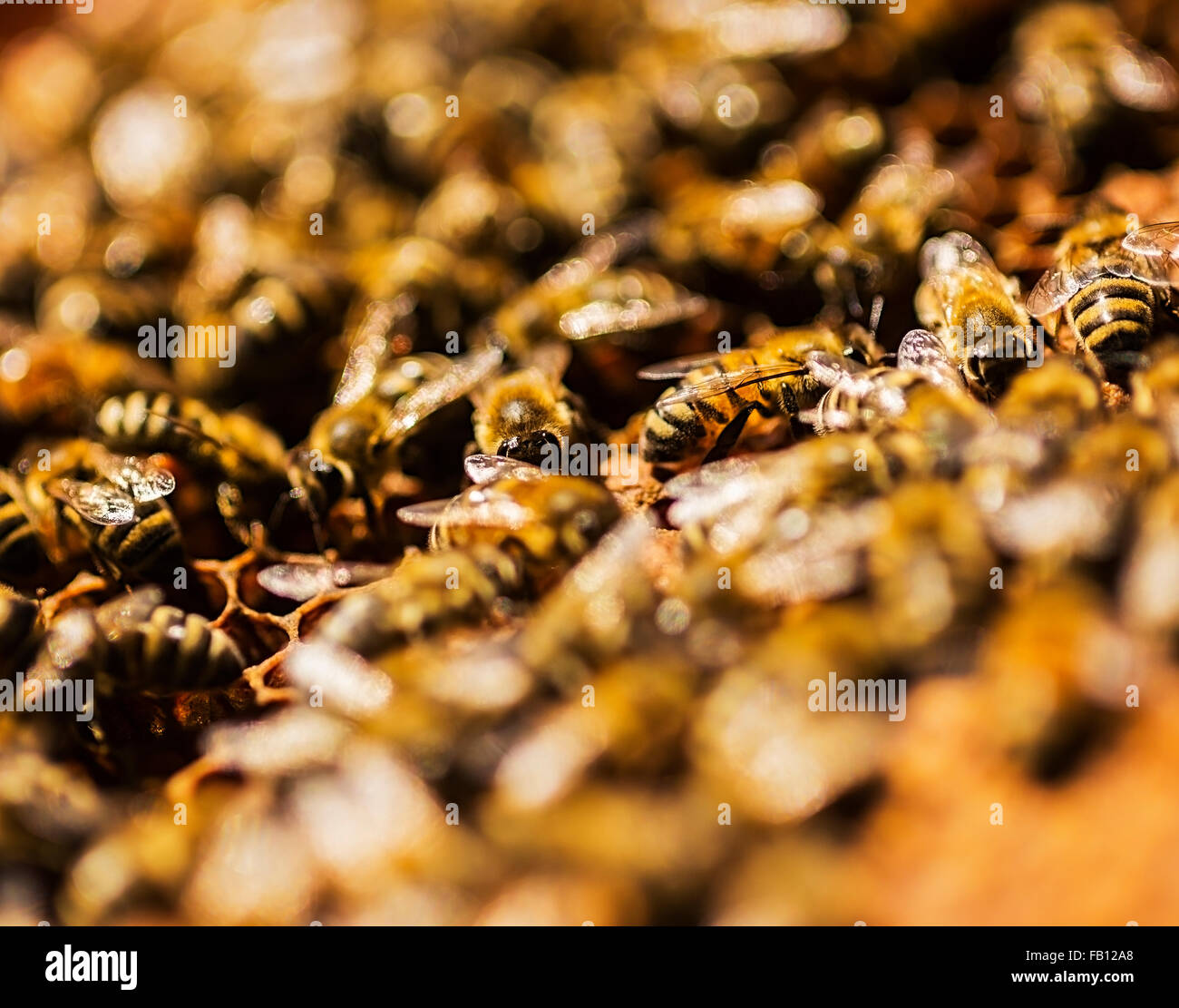 Close up of bees hi-res stock photography and images - Alamy