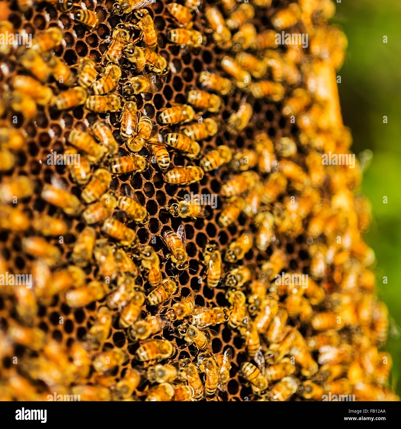 Bees on honeycomb Stock Photo - Alamy