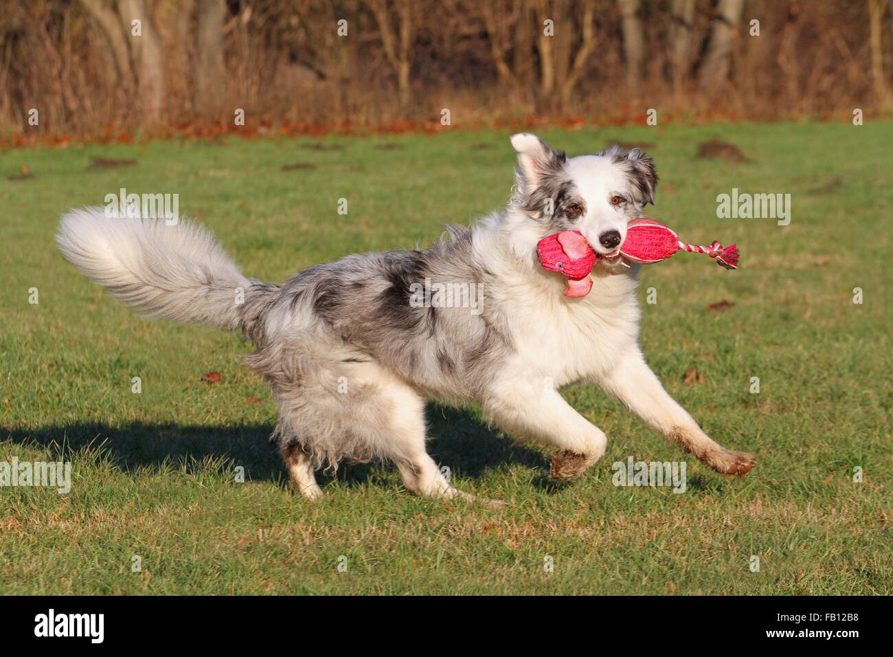 playing Australian Shepherd Stock Photo - Alamy