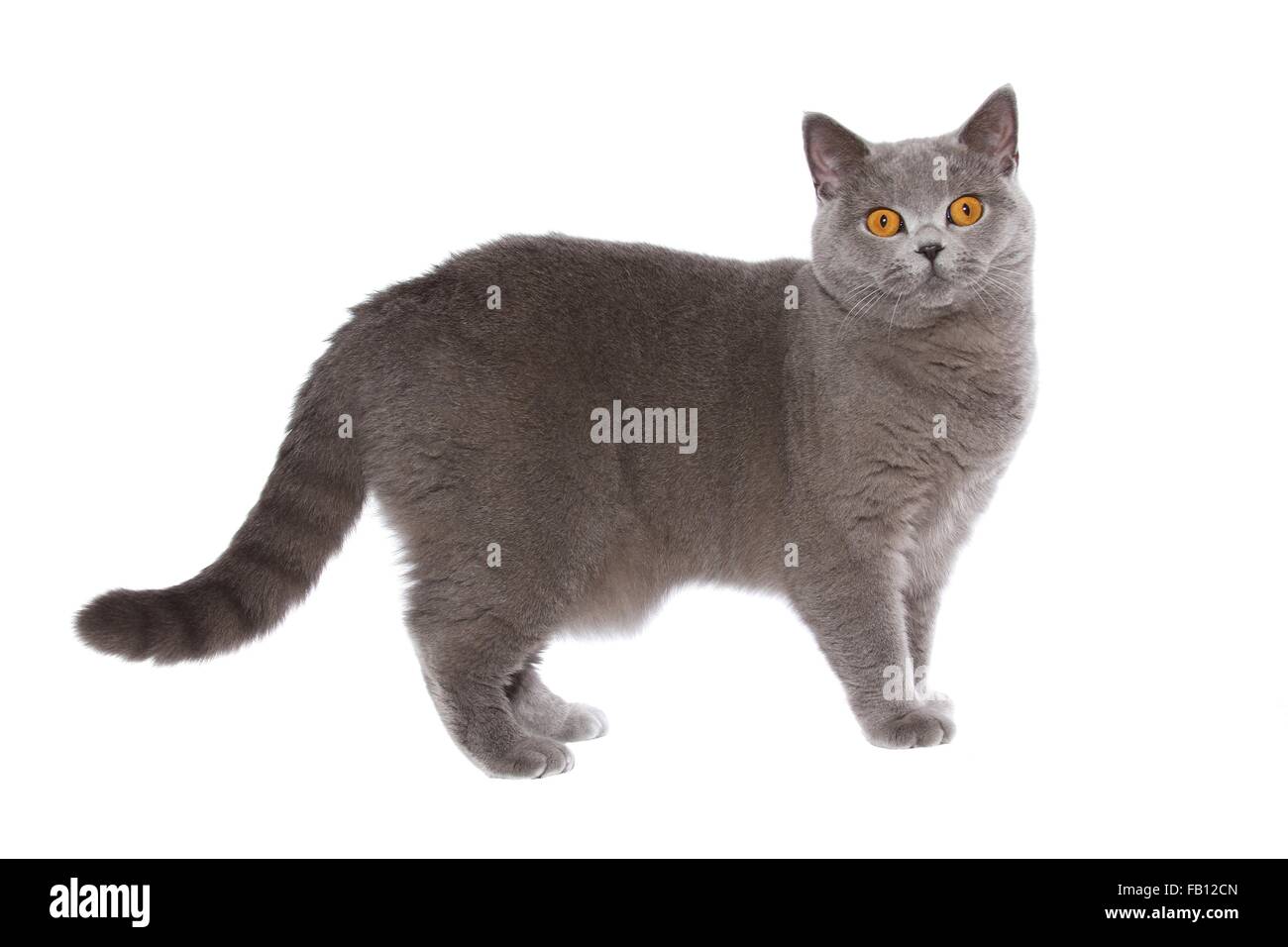 Side view cat standing Cut Out Stock Images & Pictures - Alamy