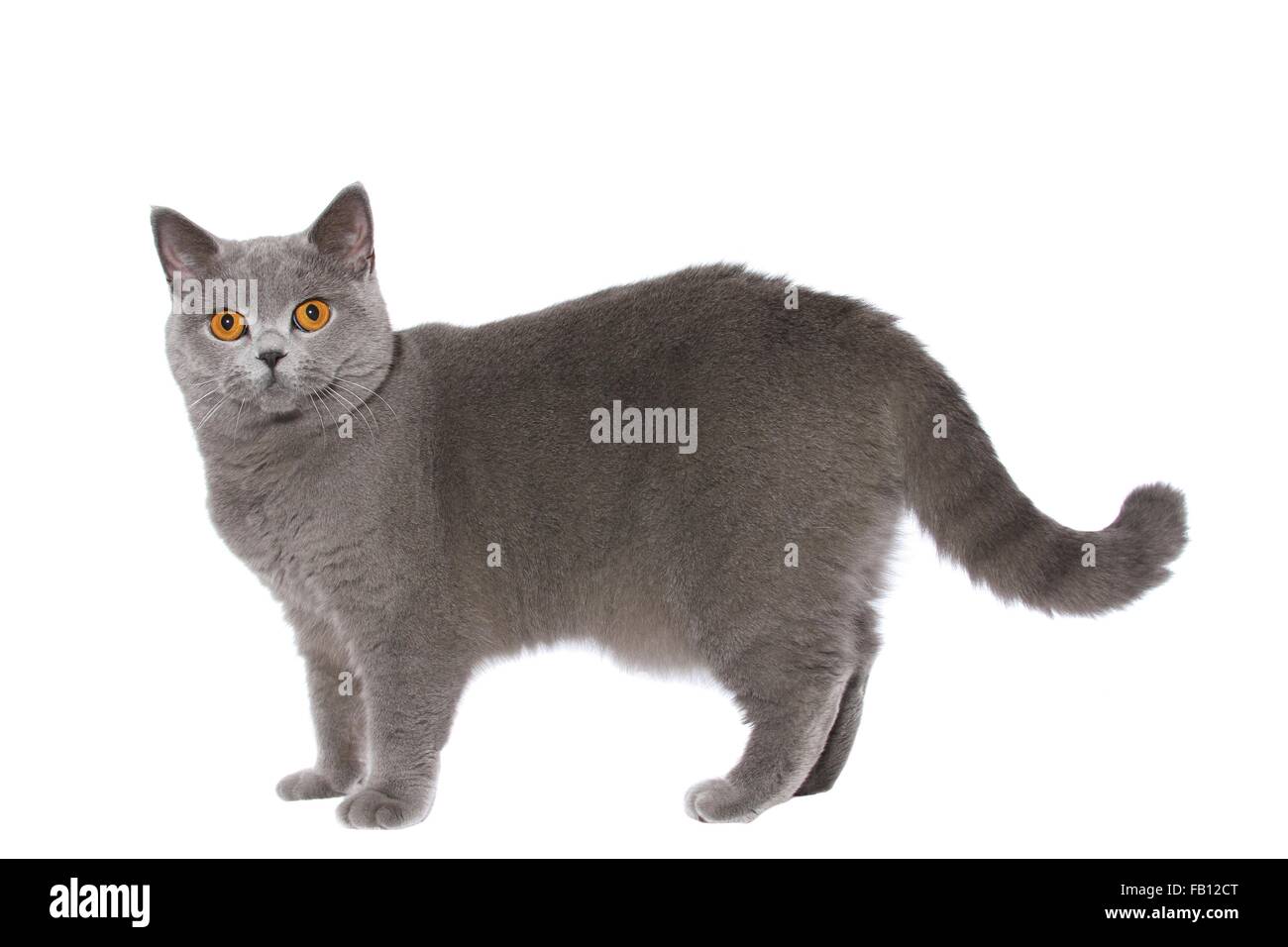 Side view cat standing Cut Out Stock Images & Pictures - Alamy