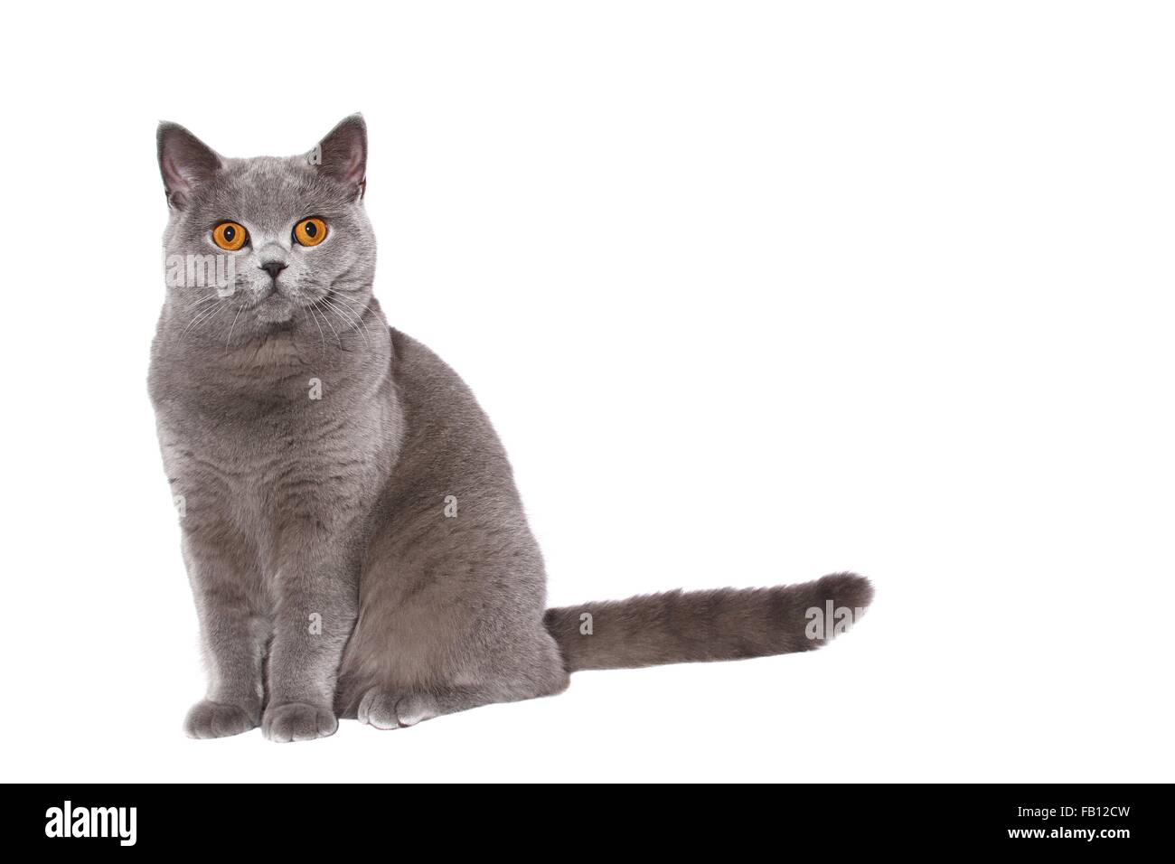 Blue white british shorthair hi-res stock photography and images - Alamy