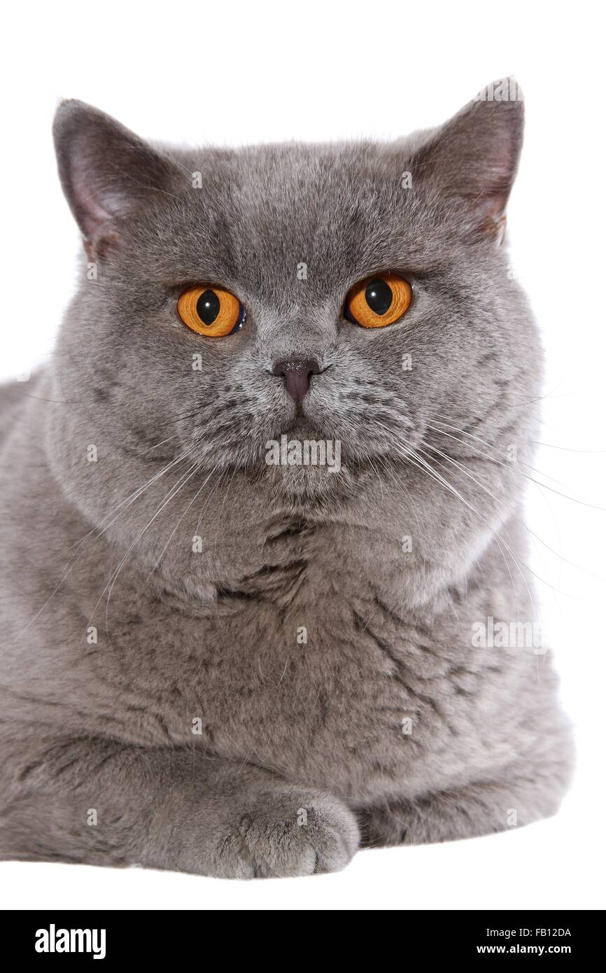 Grey tomcat hi-res stock photography and images - Alamy