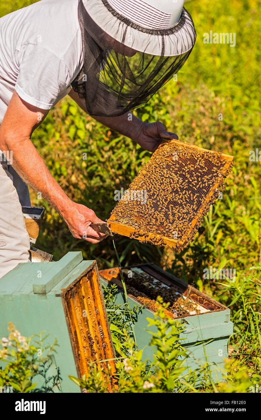 Beekeeper in protective suit with beeswax honeycomb frame Stock Photo ...