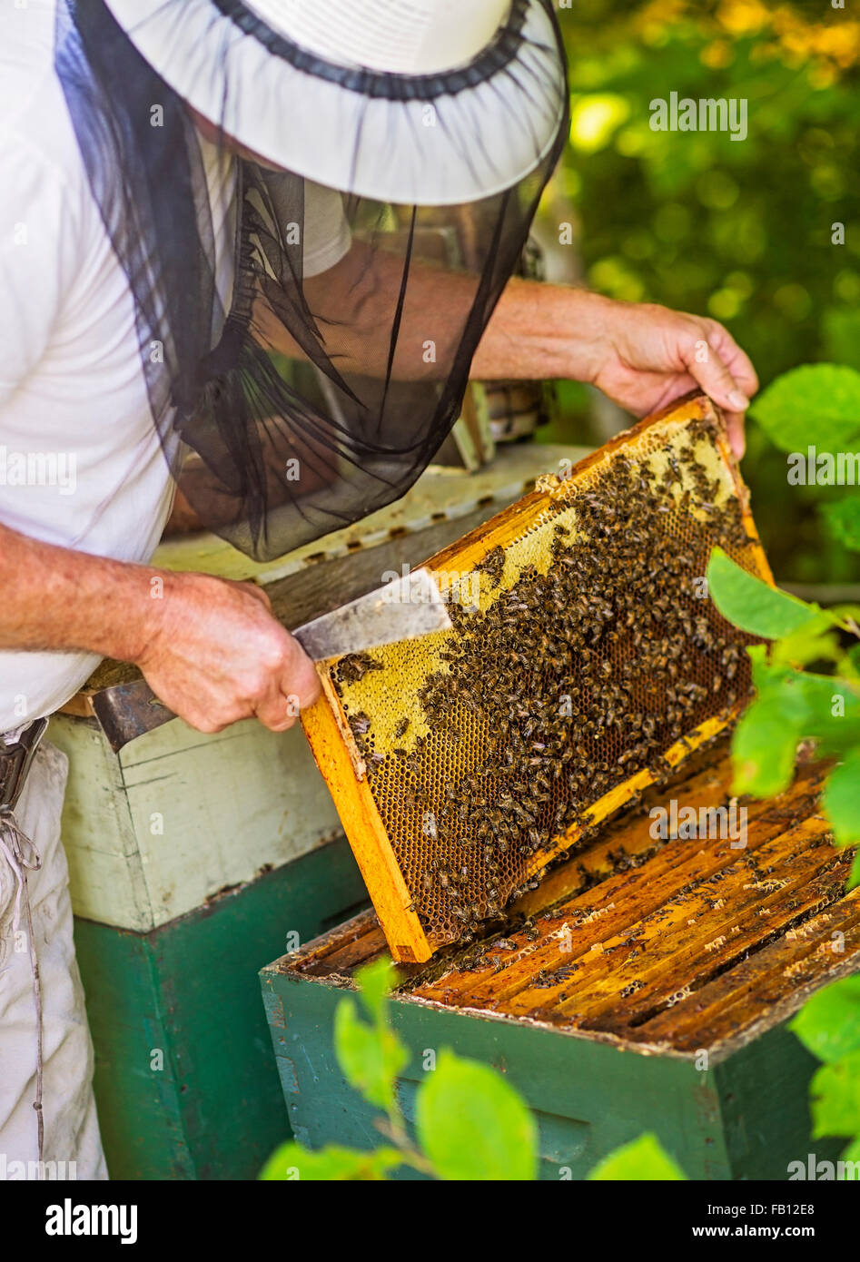 Honeycomb quarter hi-res stock photography and images - Alamy