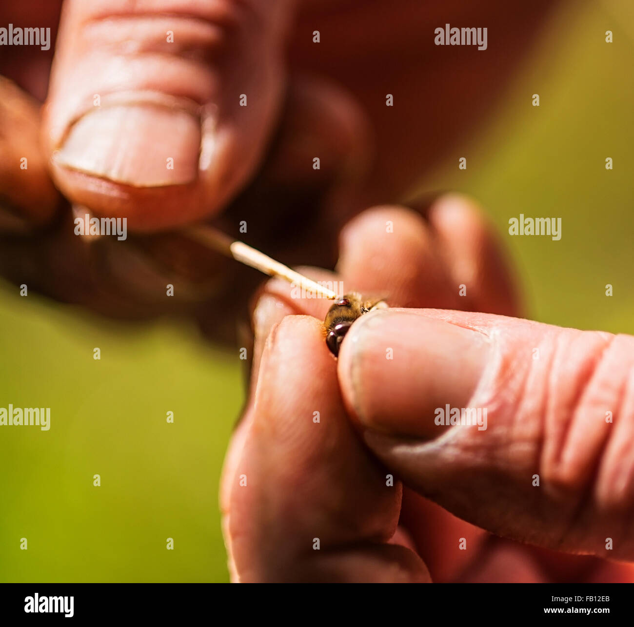 Beekeeper holding honey bee Stock Photo - Alamy