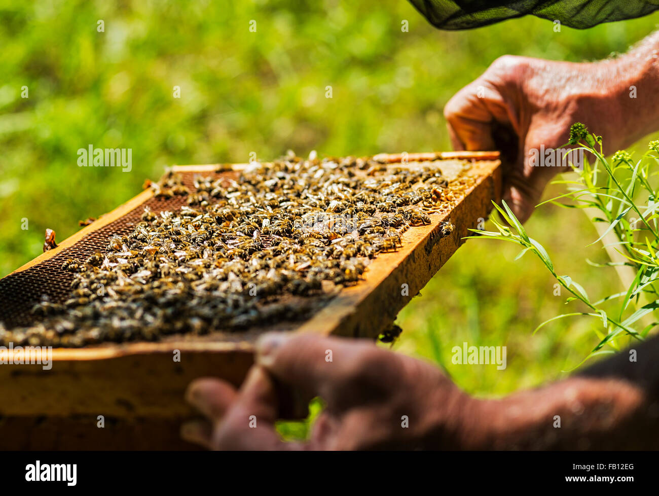 Beekeeper holding honeycomb Stock Photo - Alamy
