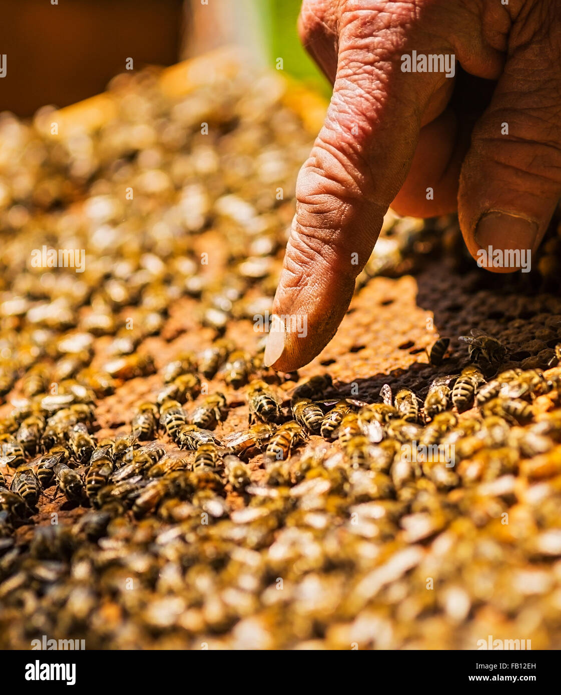 Beekeeper pointing on queen bee Stock Photo - Alamy