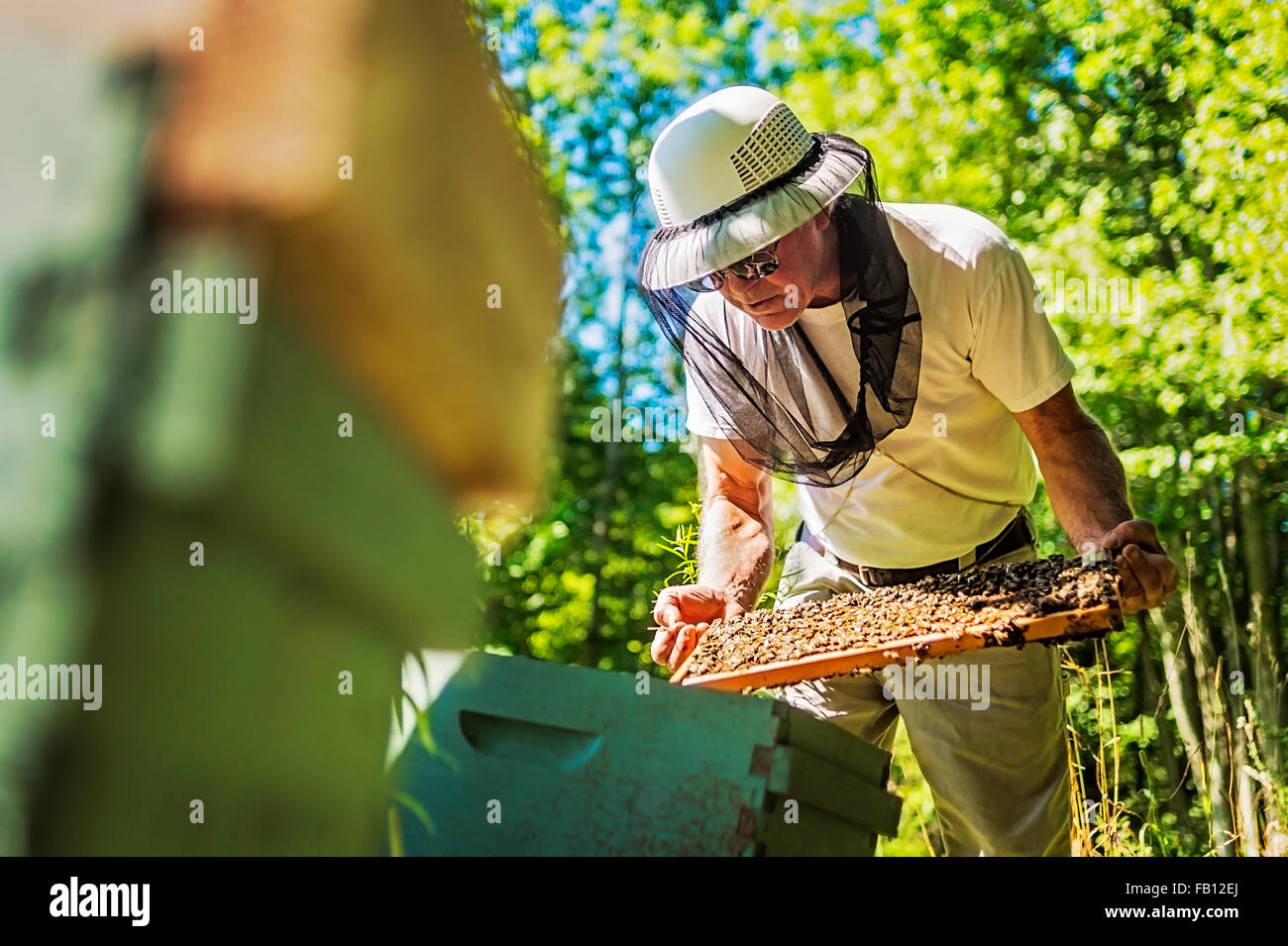 Honeycomb quarter hi-res stock photography and images - Alamy