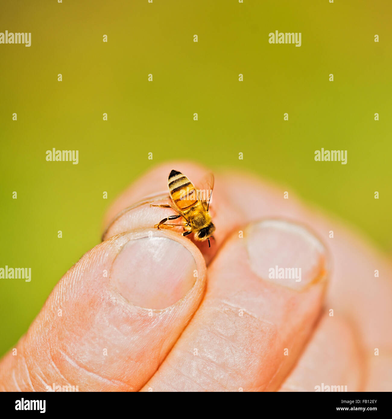 Beekeeper holding honey bee Stock Photo - Alamy