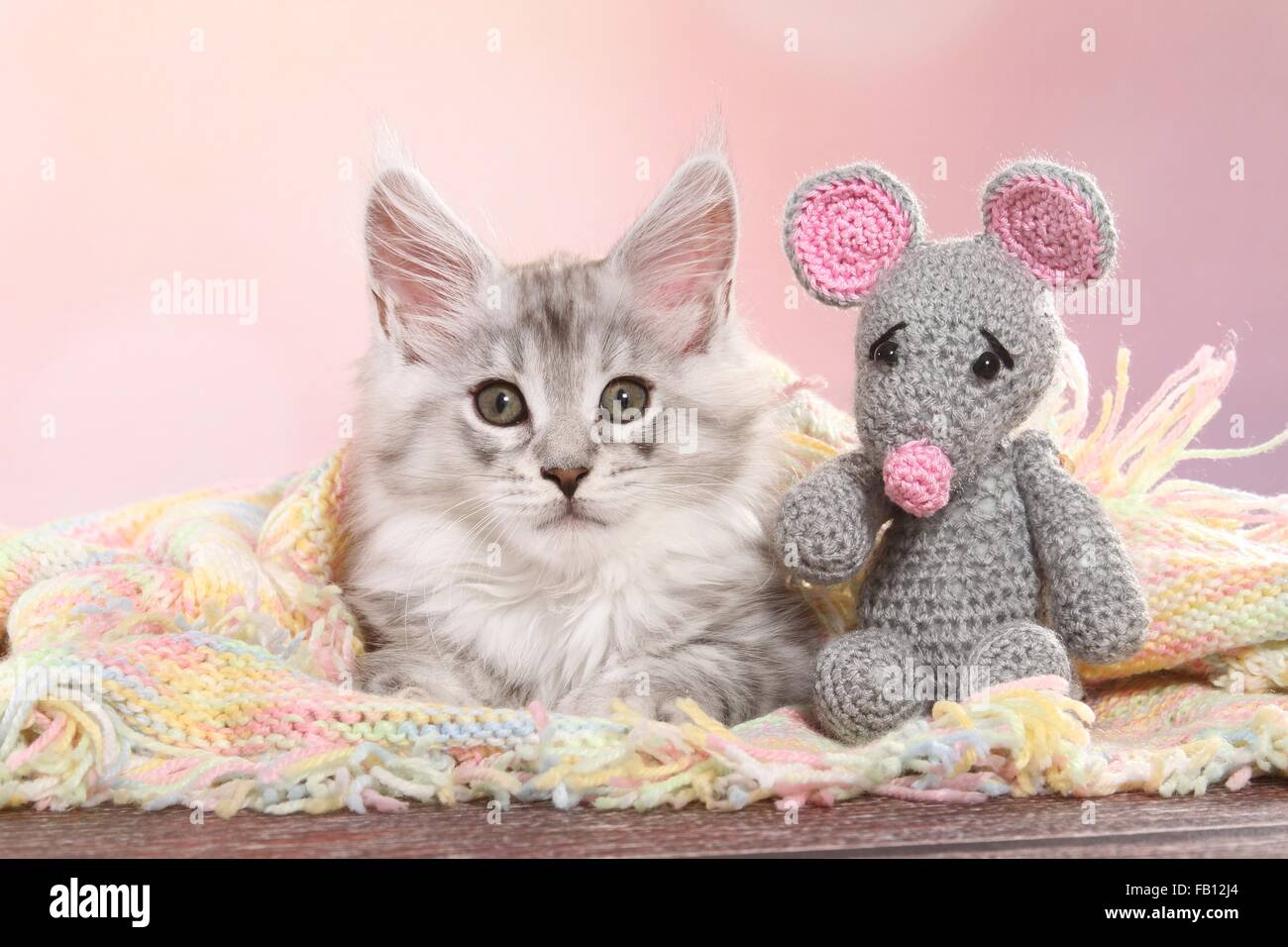 cute Maine Coon Kitten Stock Photo - Alamy