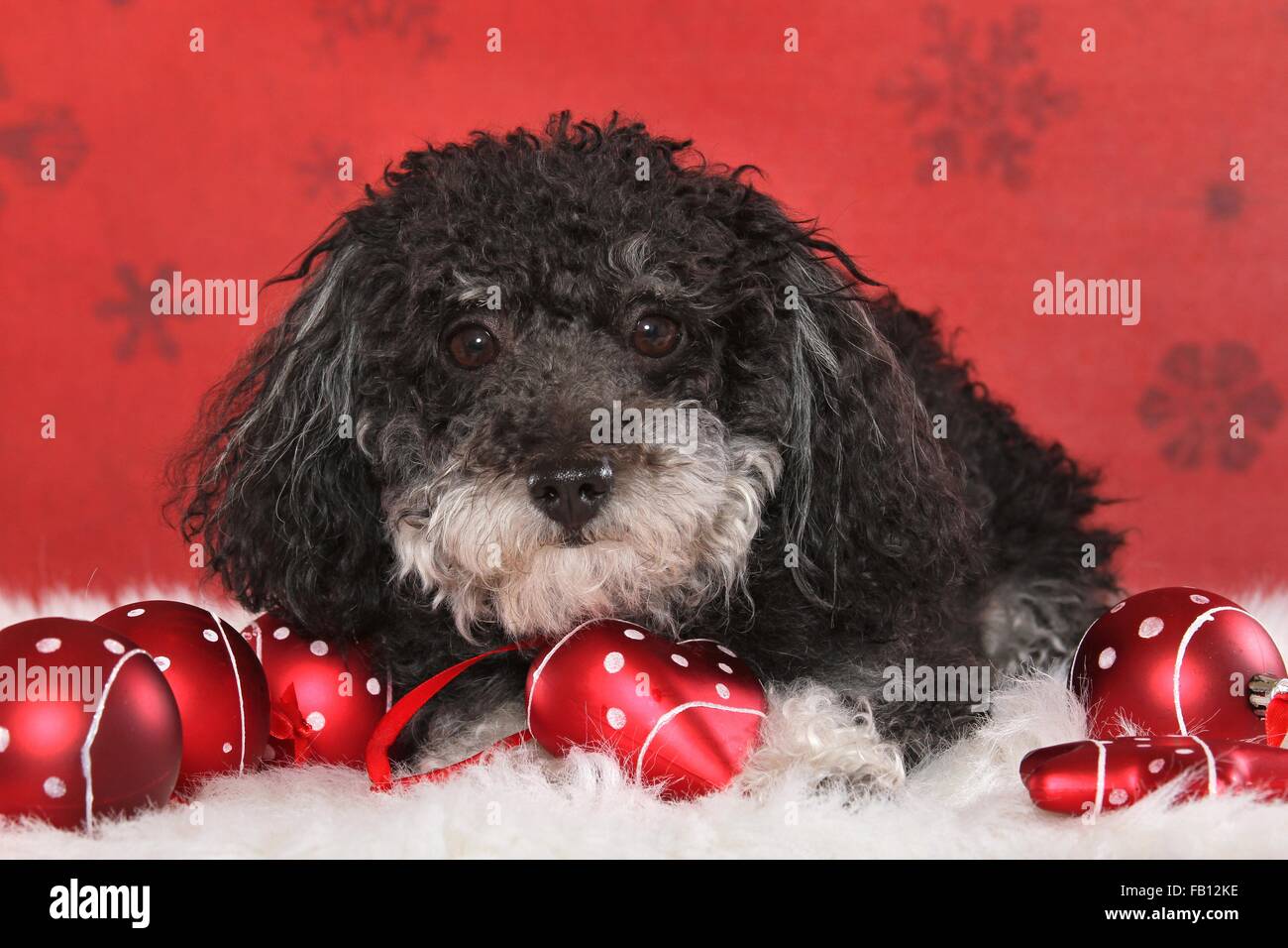 Small black dog with coloured ball hi-res stock photography and images ...