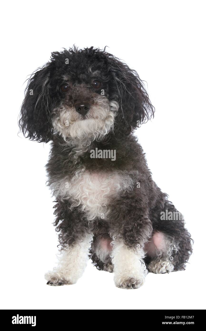 sitting Bolonka zwetna Stock Photo - Alamy