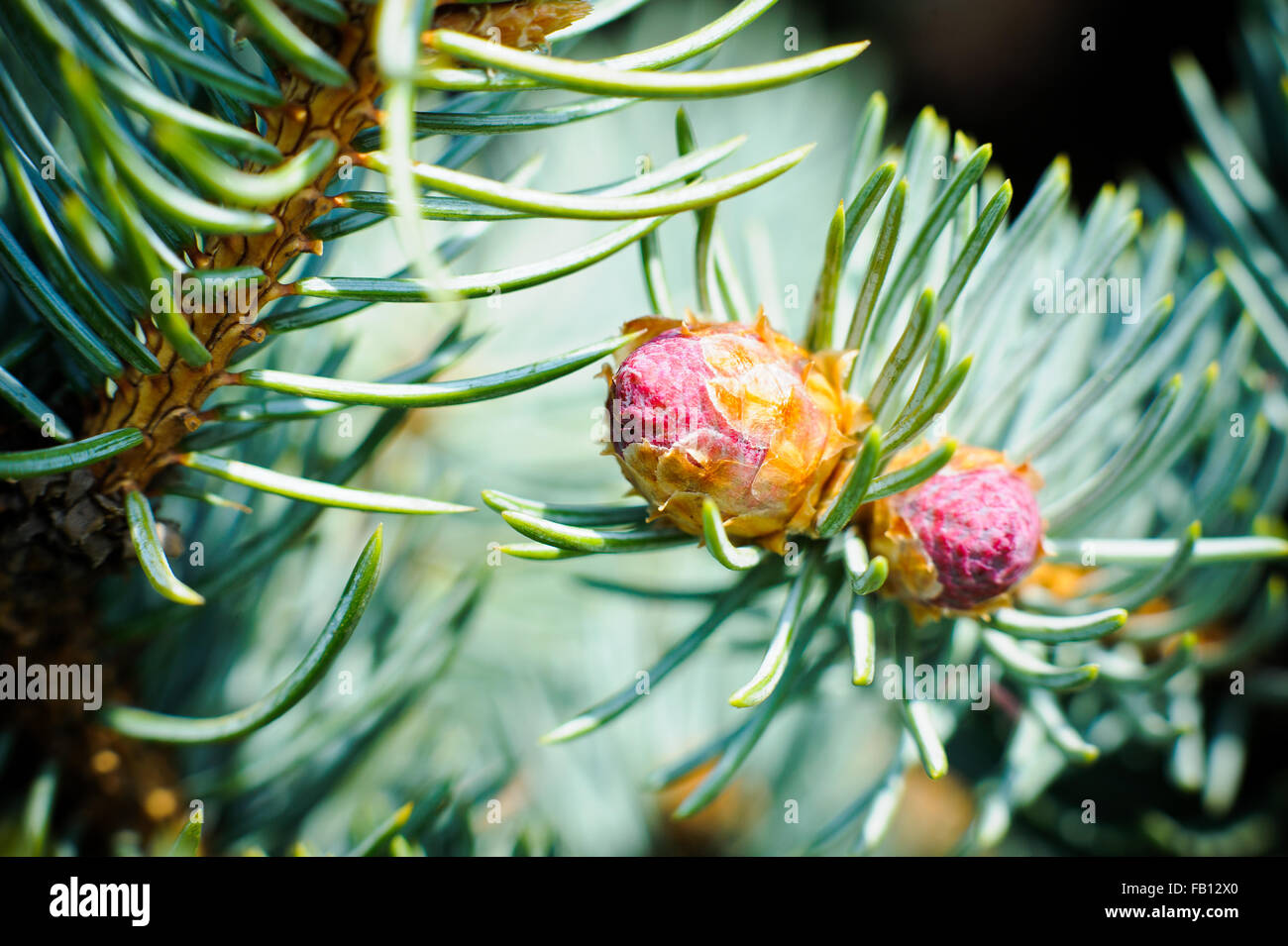 Spruce prickly branch hi-res stock photography and images - Alamy