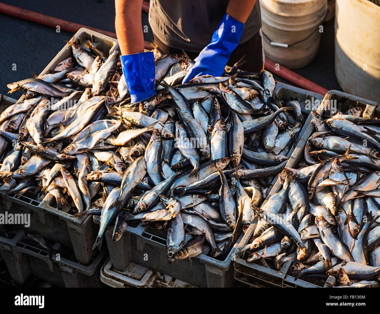 Man positioning fish Stock Photo - Alamy