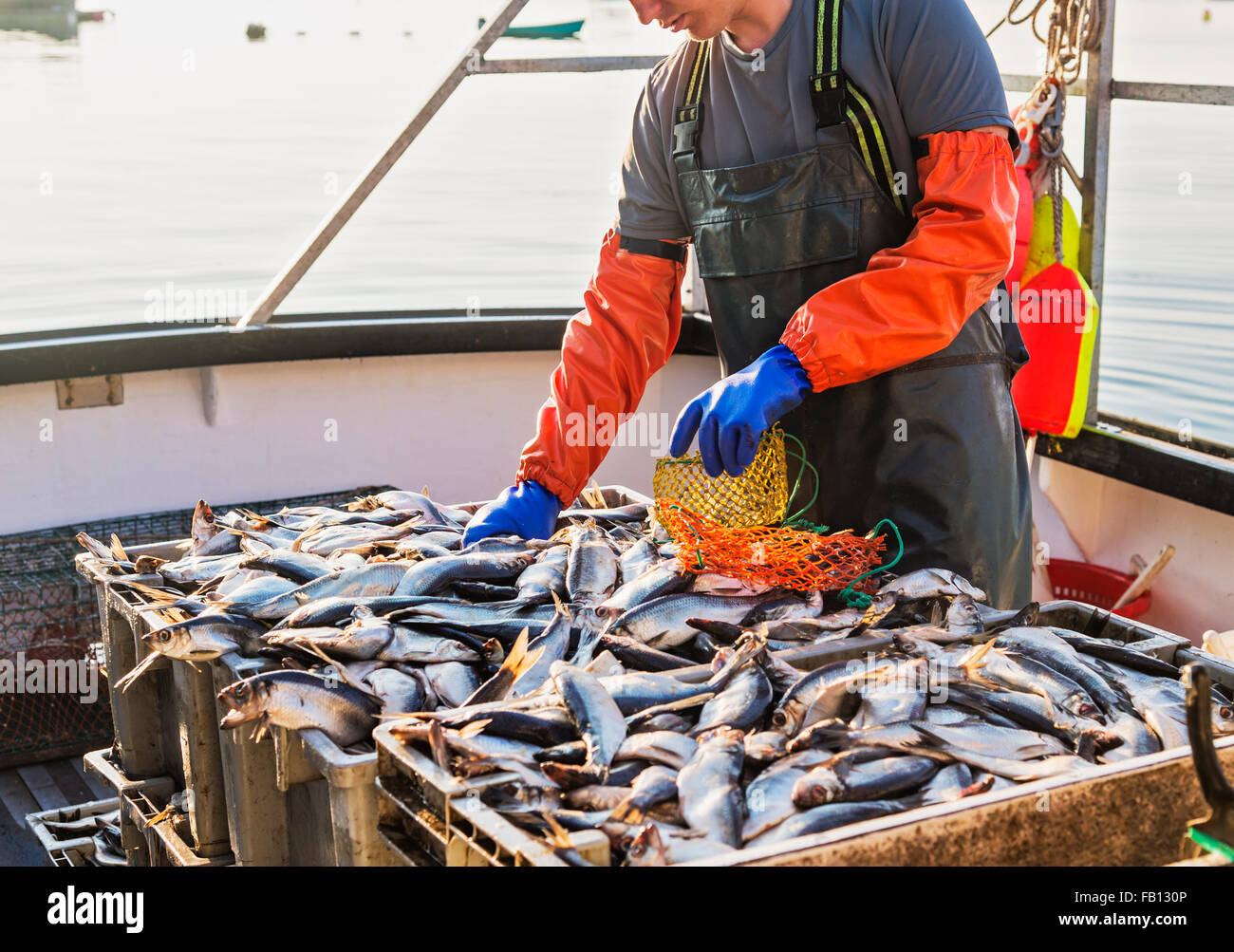 Fisherman packing fish Stock Photo - Alamy