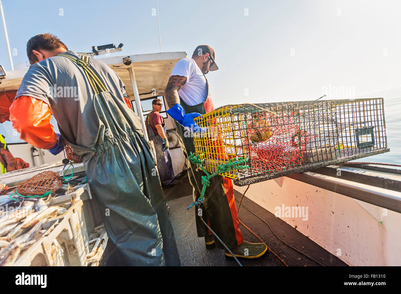 Fishermen preparing lobster traps Stock Photo - Alamy