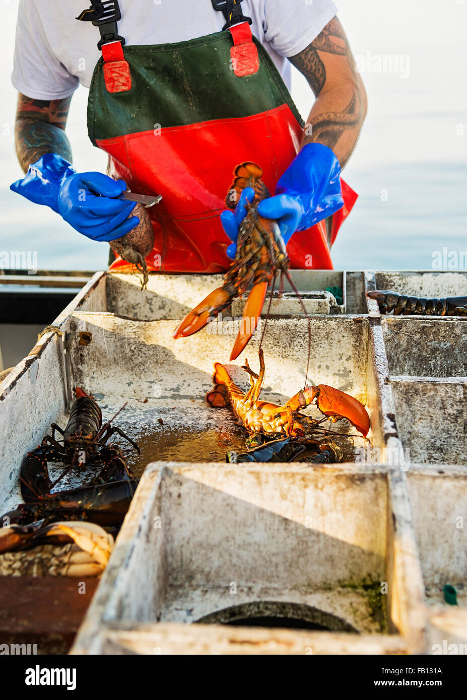 Fisherman measuring lobster Stock Photo - Alamy