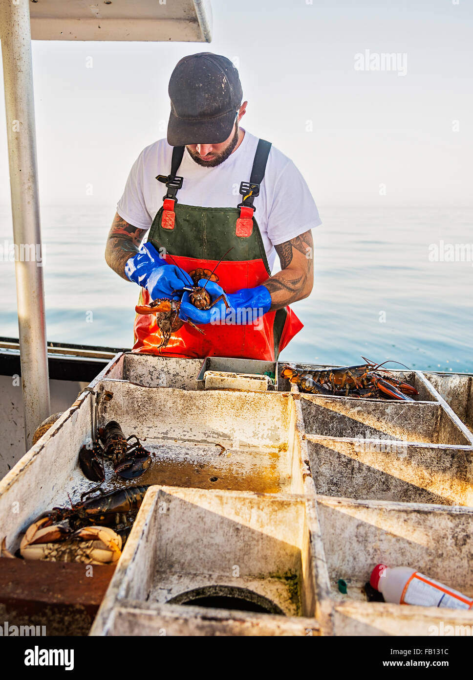 Fisherman measuring lobster Stock Photo - Alamy