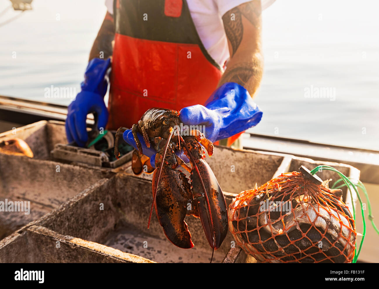 Fisherman holding lobster Stock Photo - Alamy