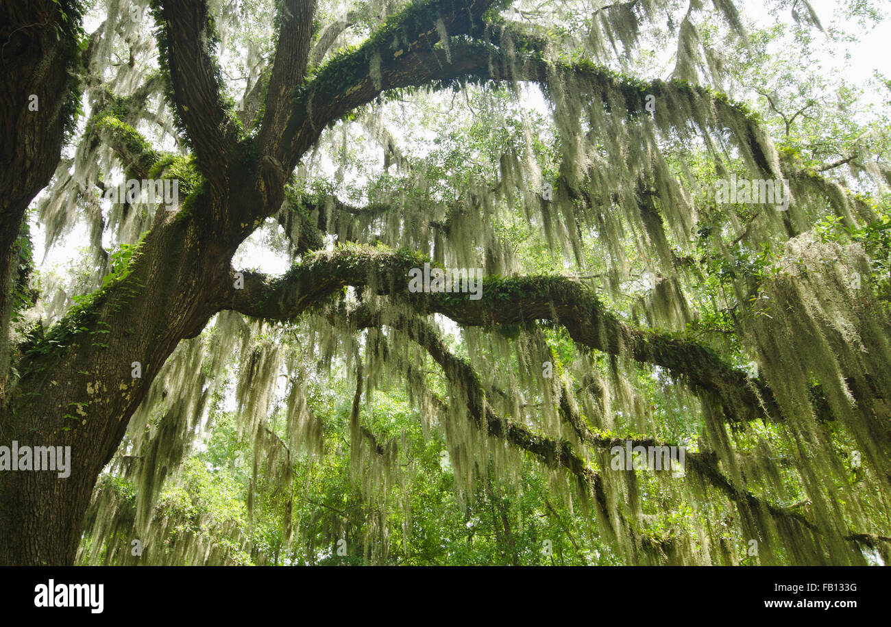 Low angle view of tree overgrown with moss Stock Photo - Alamy