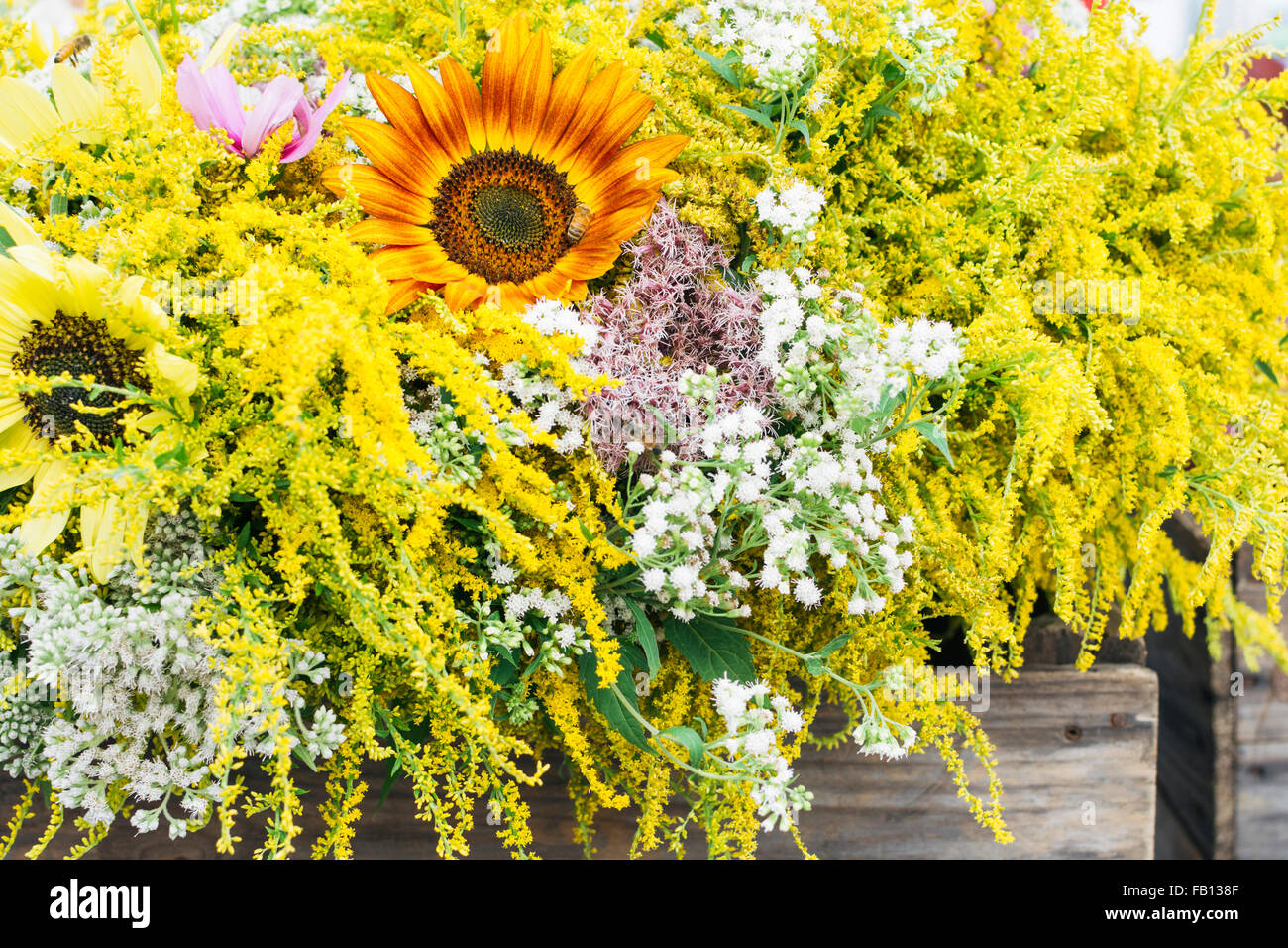 Yellow flowers in bloom Stock Photo - Alamy