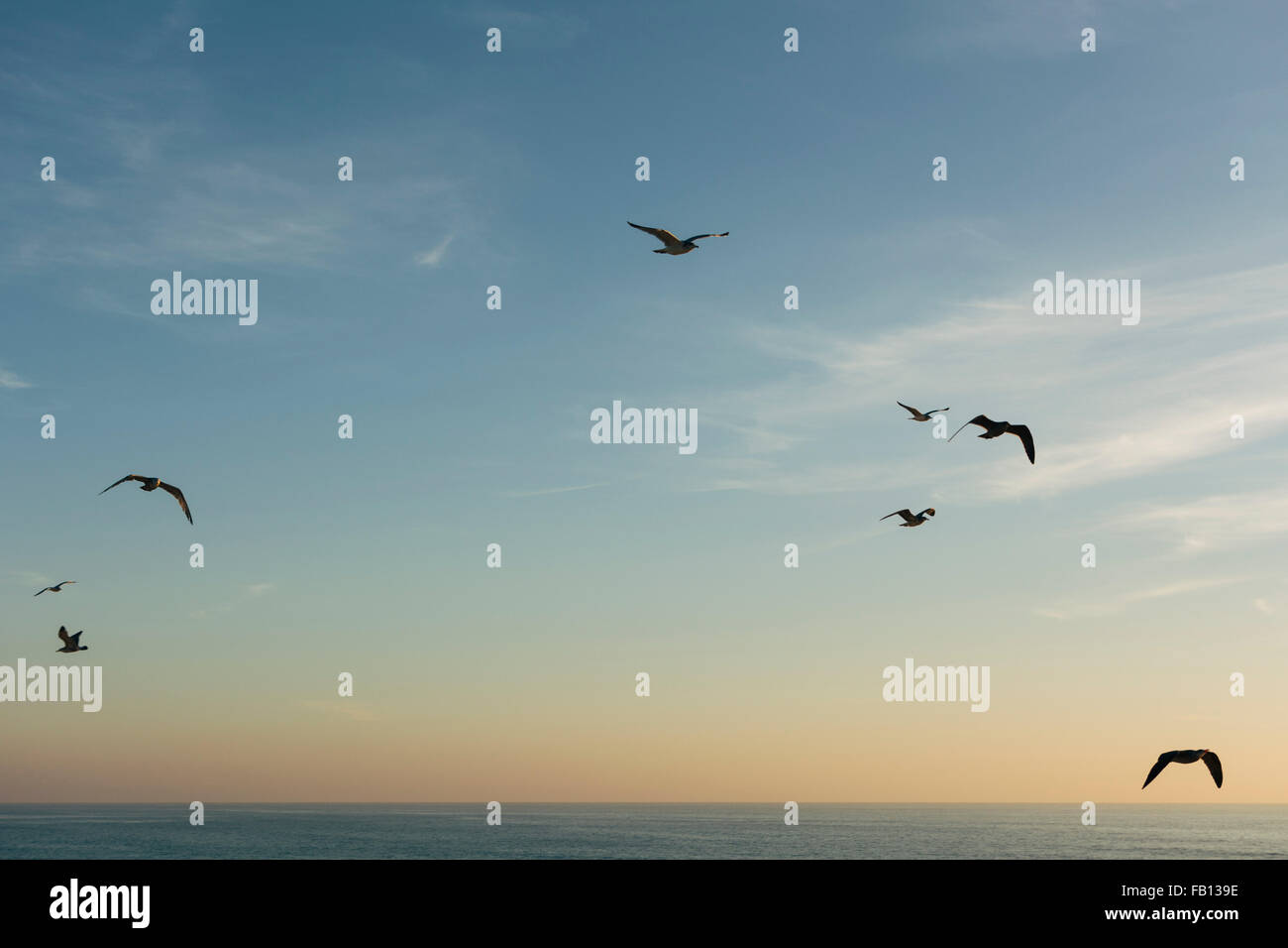 Birds flying sunset blue hi-res stock photography and images - Alamy