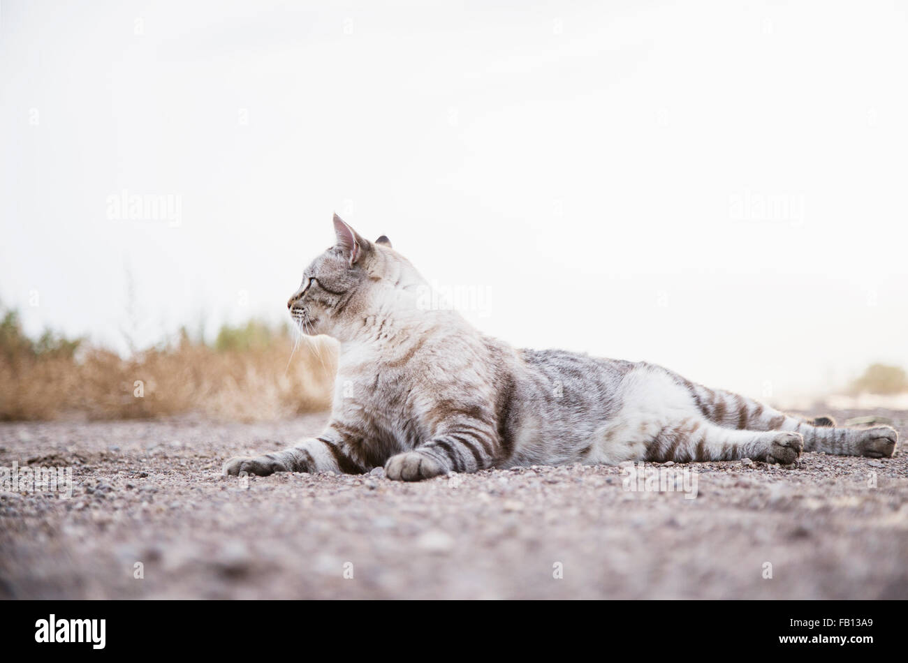 Portrait of cat lying down Stock Photo - Alamy