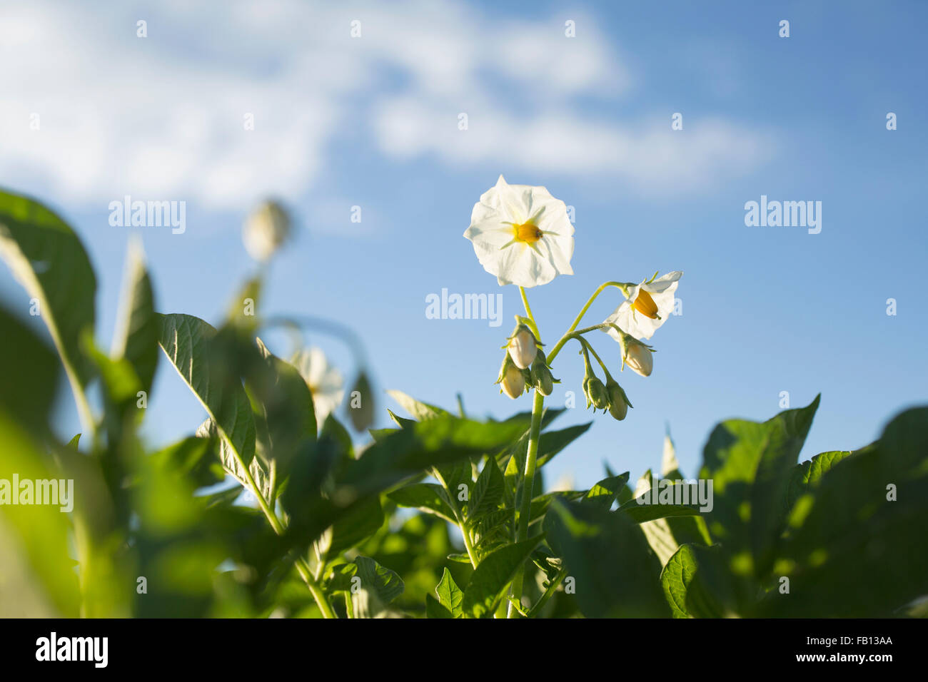 Crop of white flowers hi-res stock photography and images - Alamy